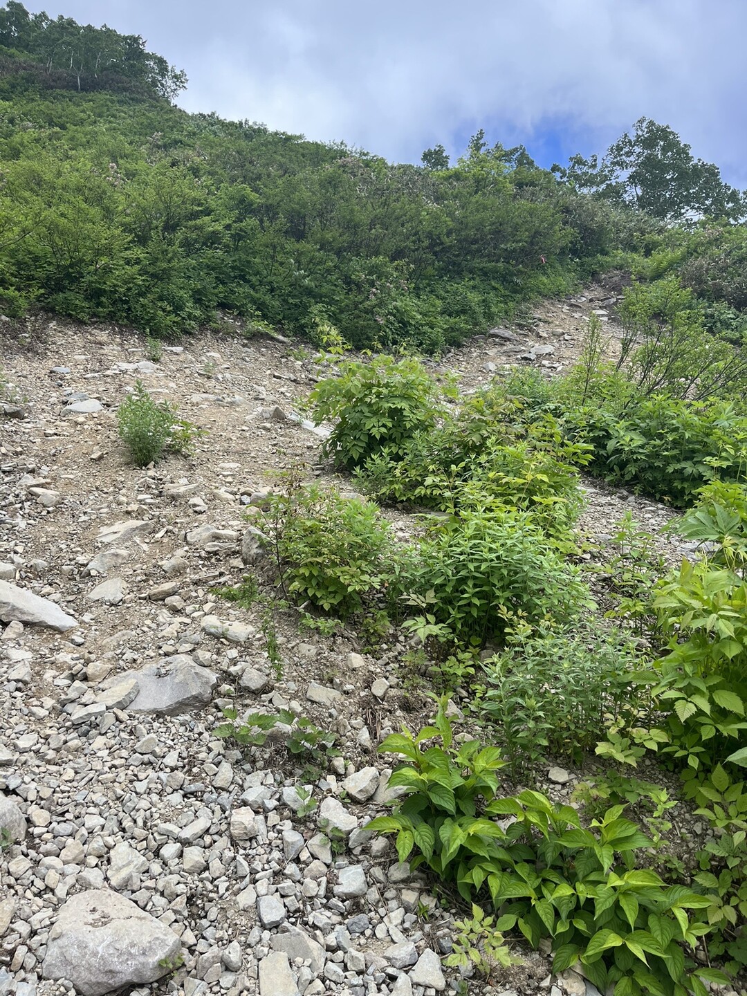 shu.f.oさんの投稿したフィールドメモ | YAMAP / ヤマップ