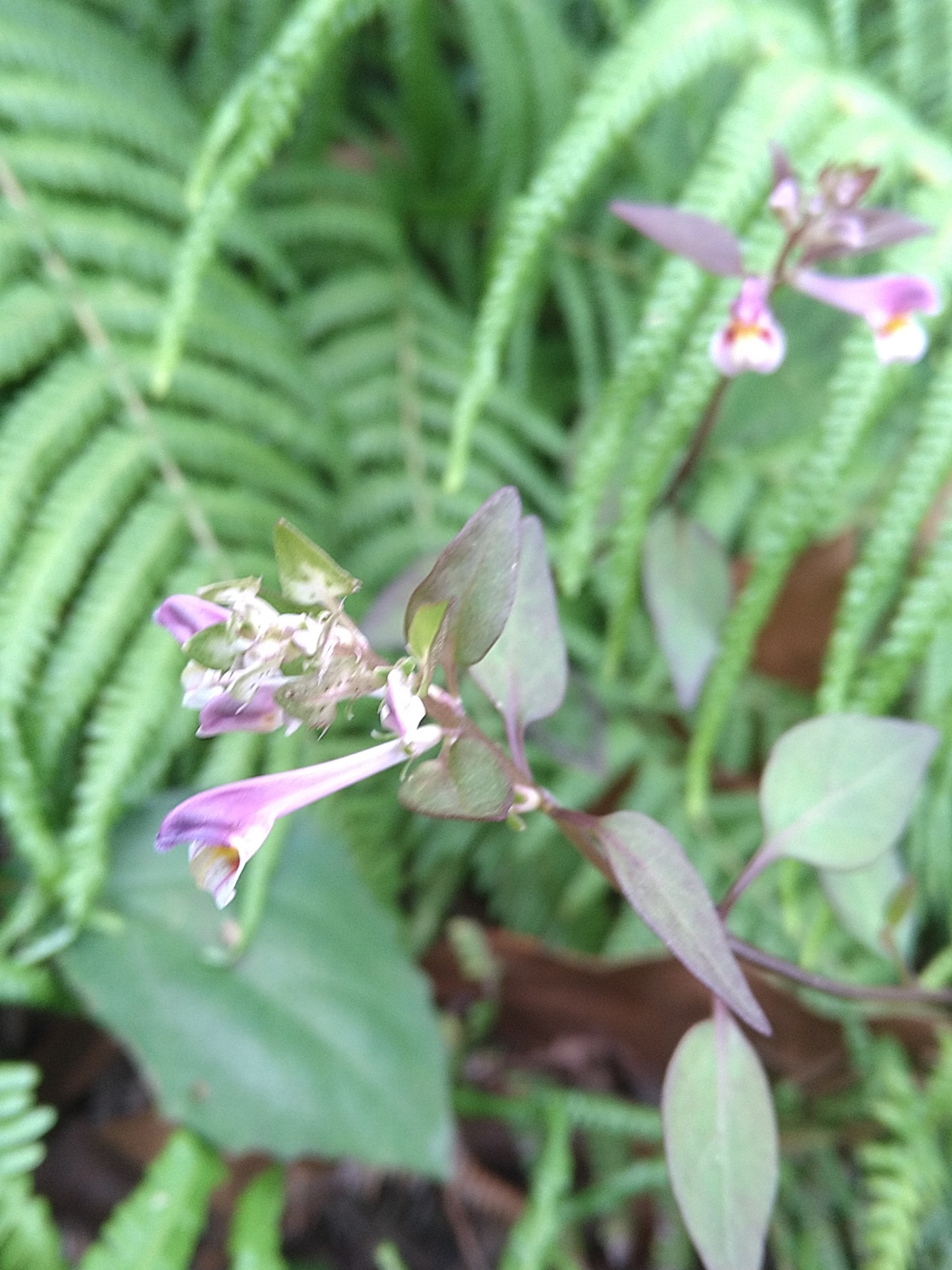 鞍掛山山歩 21ー023 wt.0kg / toshiさんの登山の活動データ | YAMAP / ヤマップ