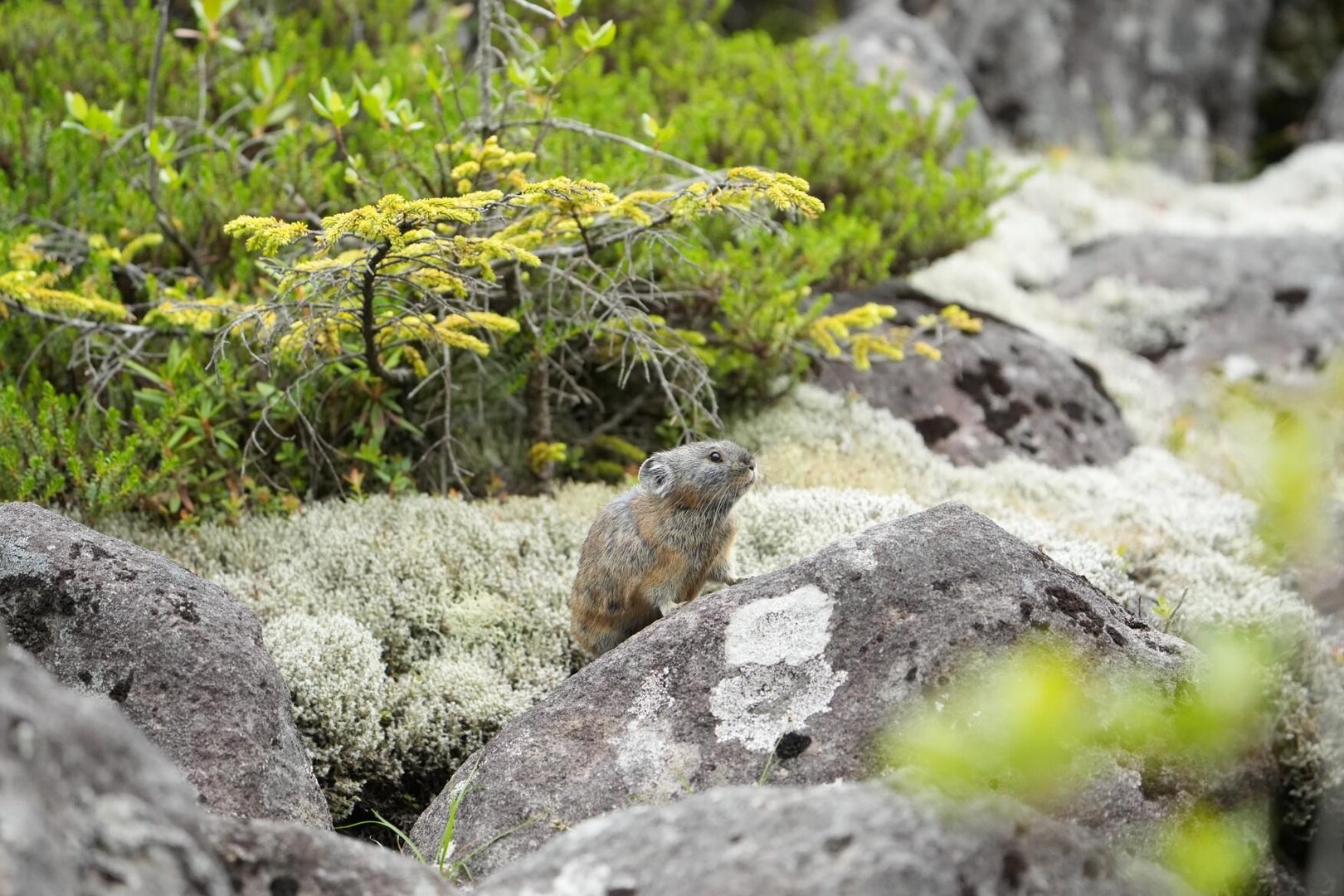 6./25今年もナキウサギに会いに行って... / micciさんのモーメント | YAMAP / ヤマップ