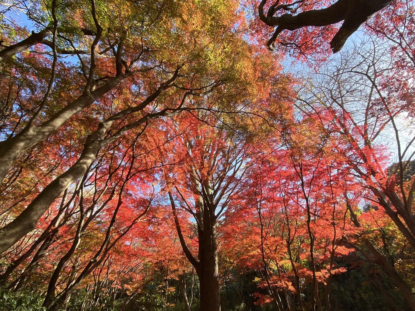 天園ハイキングコース・獅子舞谷の紅葉🍁 / chakoさんの鎌倉アルプス（大平山・天台山）の活動データ | YAMAP / ヤマップ