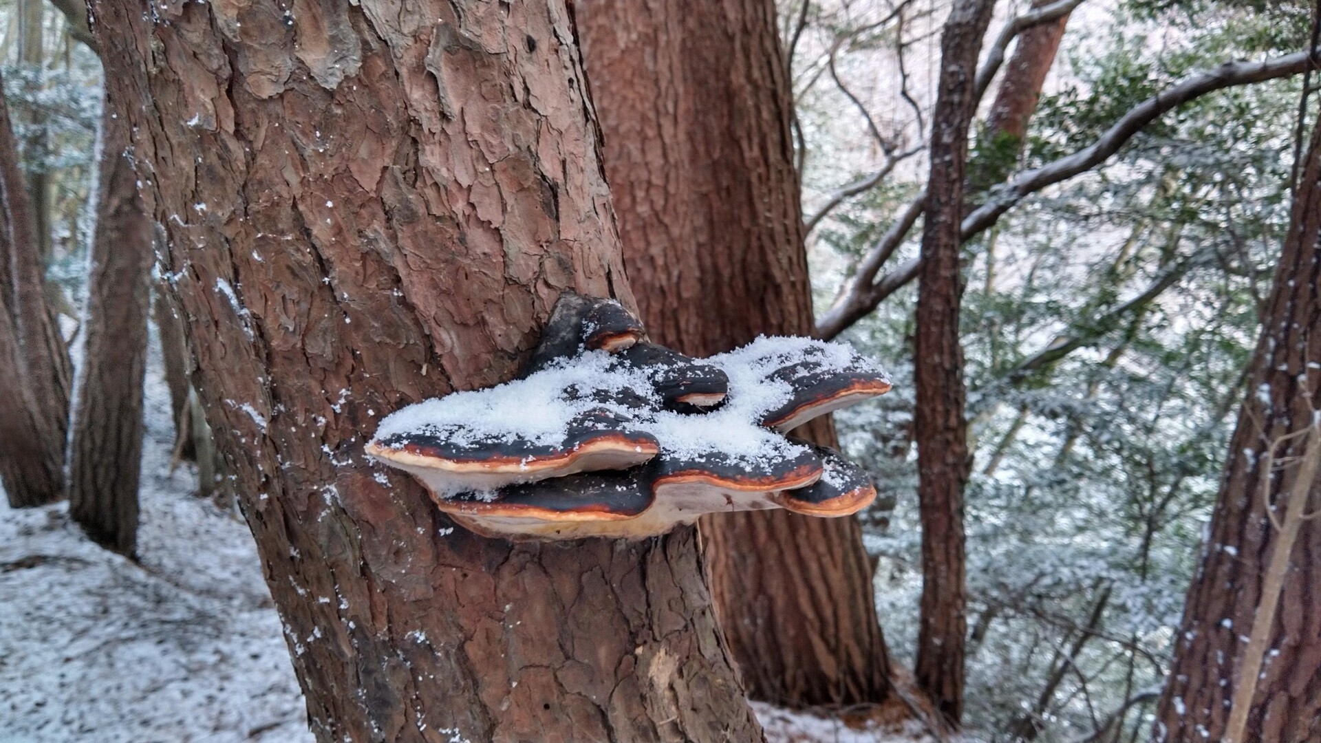 ダブルヘッダーで屏風山 / fiat124としさんの屏風山の活動データ | YAMAP / ヤマップ