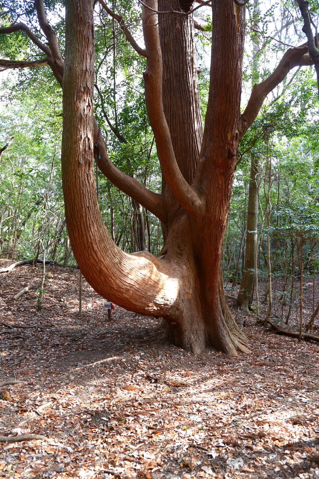 パワーあふれる天狗杉 観音岳 / yavさんの菊池市の活動日記 | YAMAP / ヤマップ