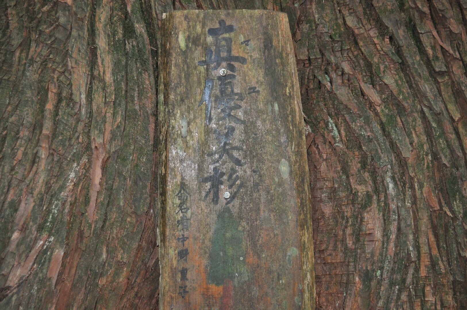 森の巨人に逢いにPart2 / ポンコツ山太郎さんのモーメント | YAMAP / ヤマップ