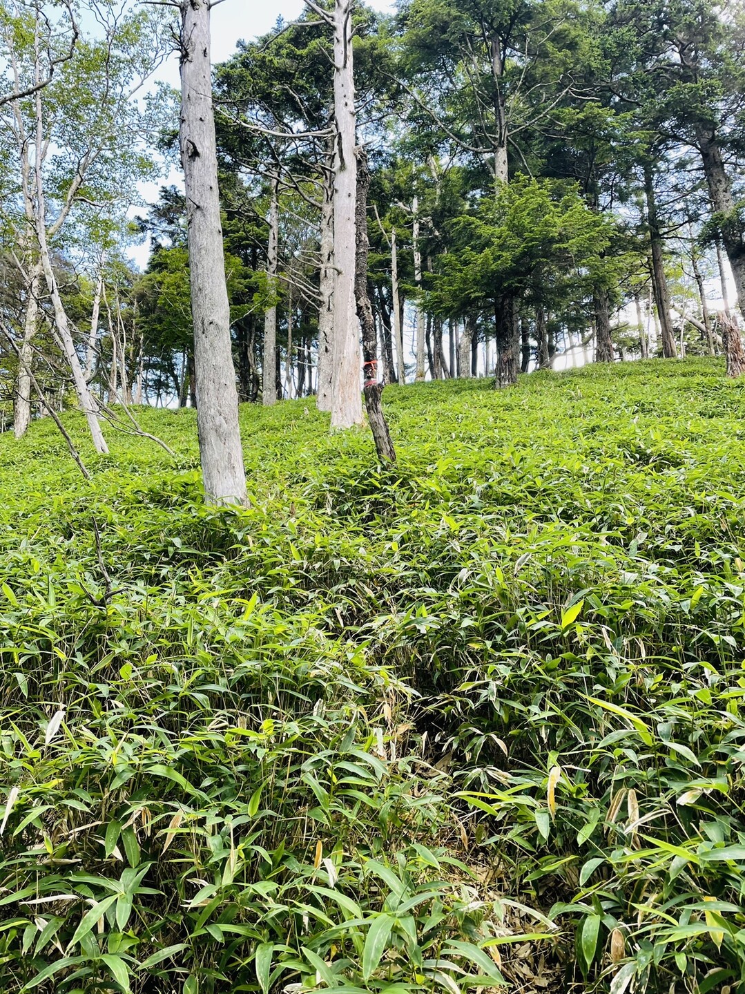 otouさんの投稿したフィールドメモ | YAMAP / ヤマップ