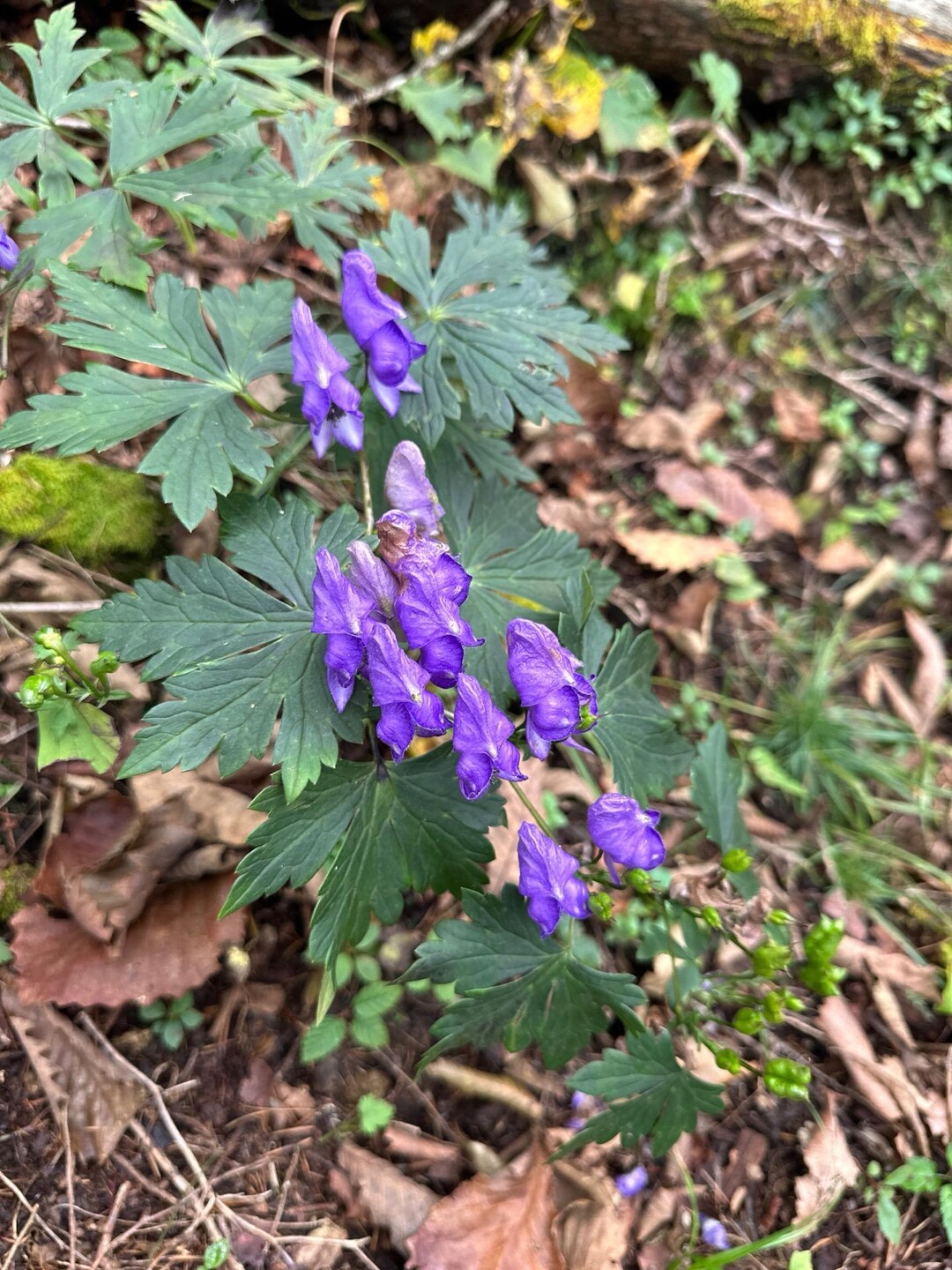荒船山（経塚山） / qkaruさんの荒船山・物語山・大屋山の活動データ | YAMAP / ヤマップ