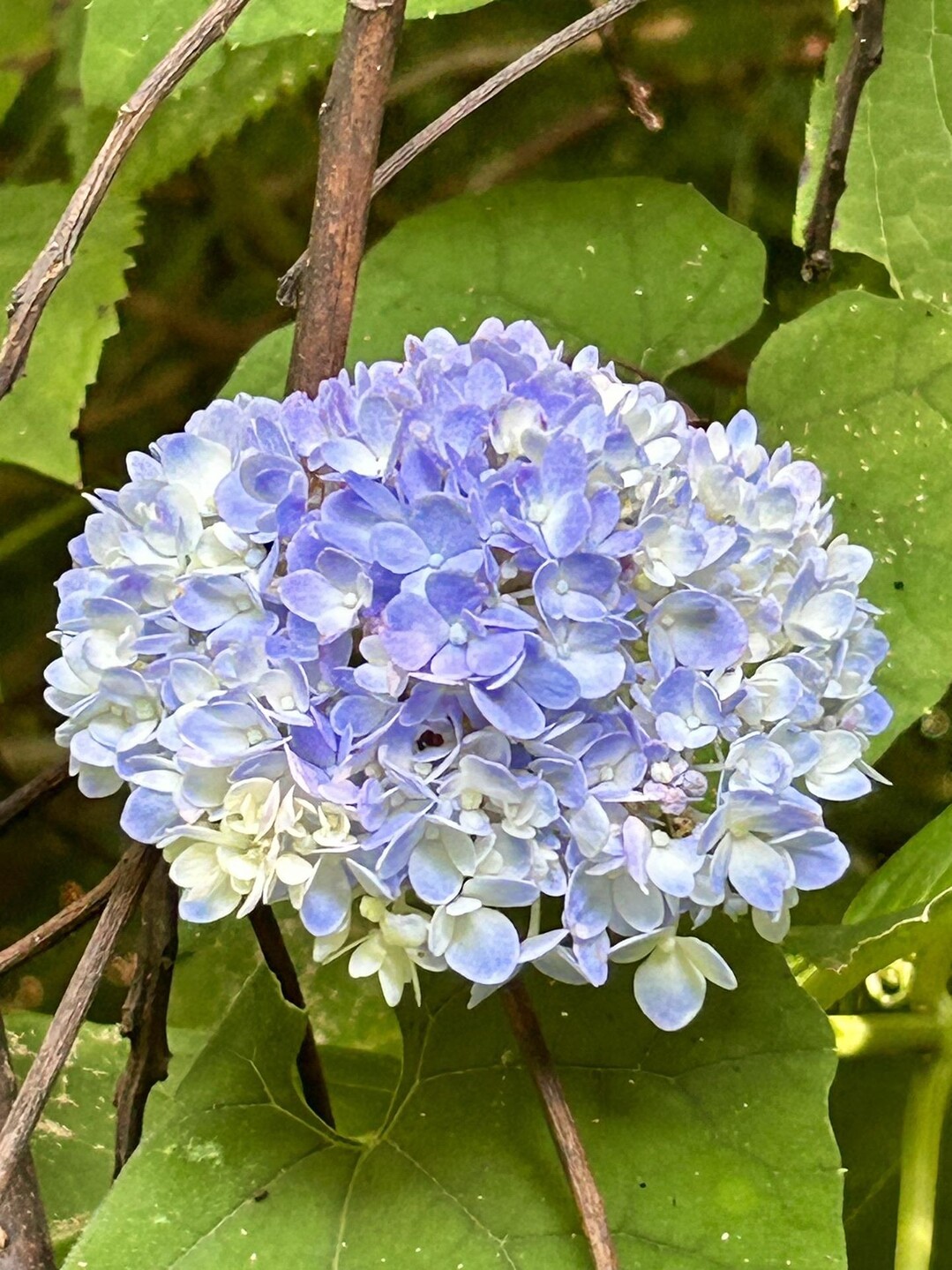 牧神山🏔️1/3で退散🐝🐝🐝 / Chiekoさんの牧神山の活動データ | YAMAP / ヤマップ