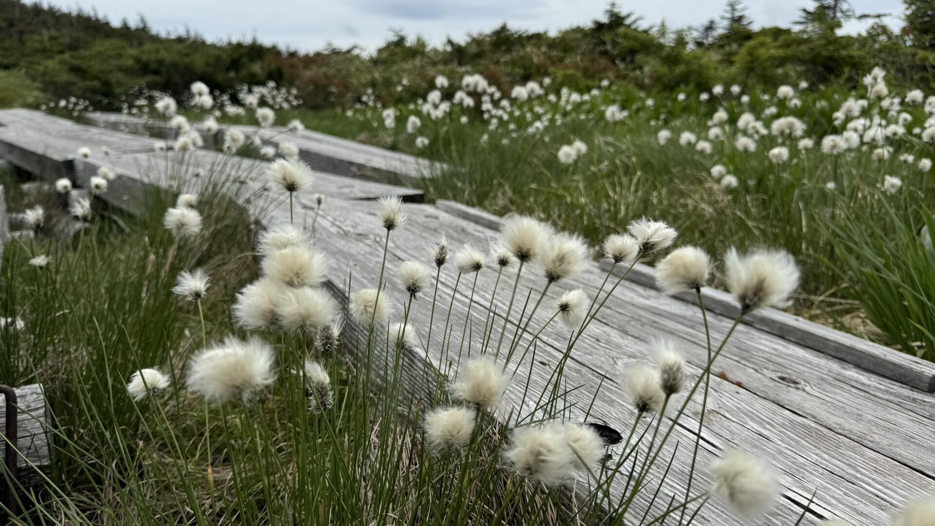 日本百名山・西吾妻山 / TAROさんの吾妻山・一切経山の活動日記 | YAMAP / ヤマップ