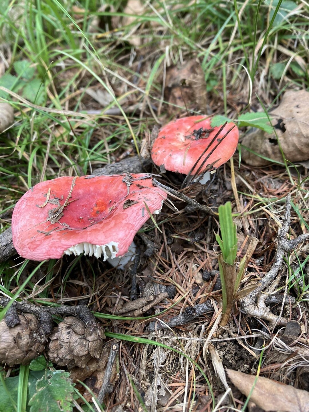 乾徳山… / ROMIさんの乾徳山・黒金山の活動データ | YAMAP / ヤマップ