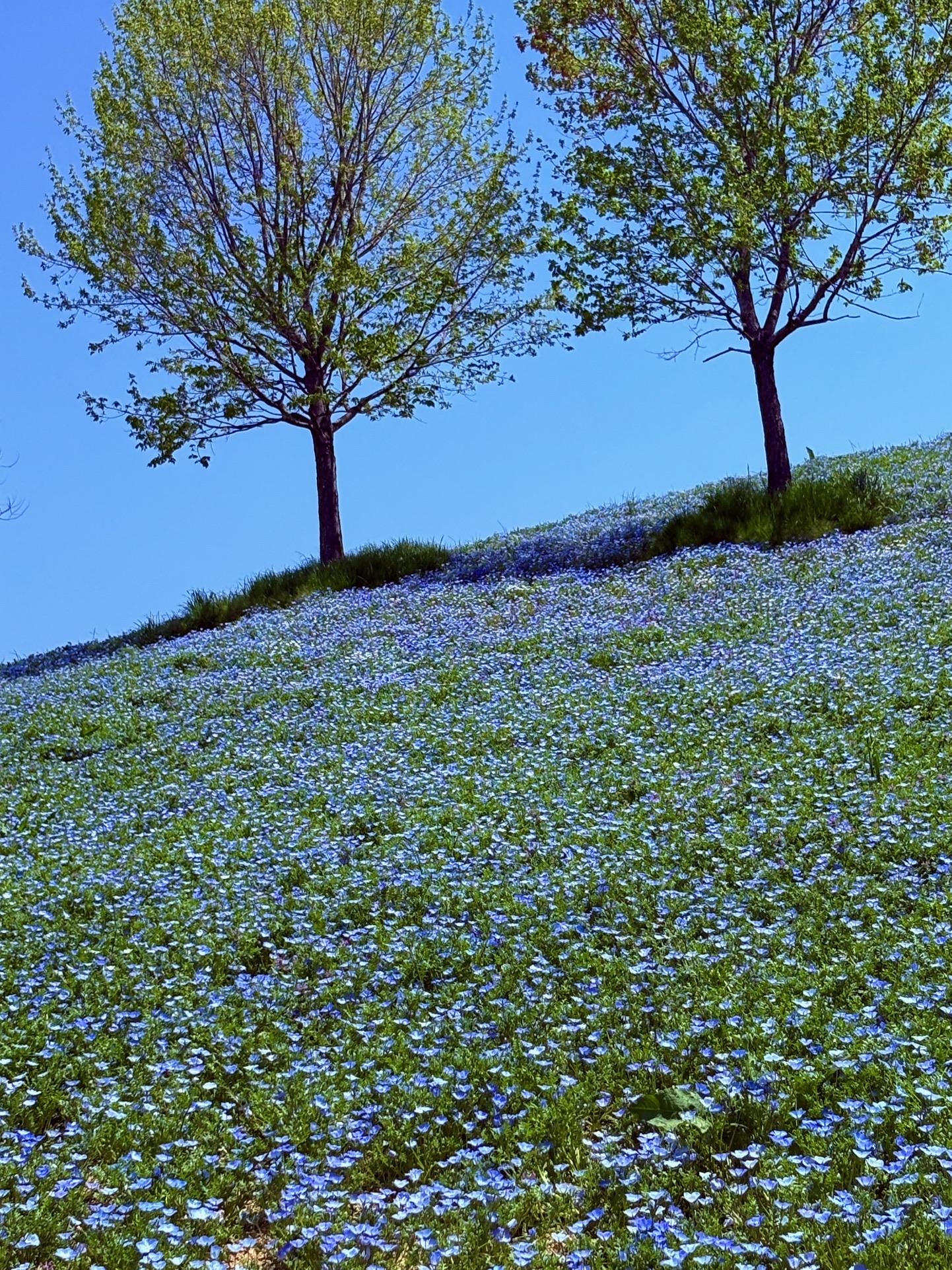 こうべアグリパーク ネモフィラの丘🪻 ... / a_ya_あやさんのモーメント | YAMAP / ヤマップ