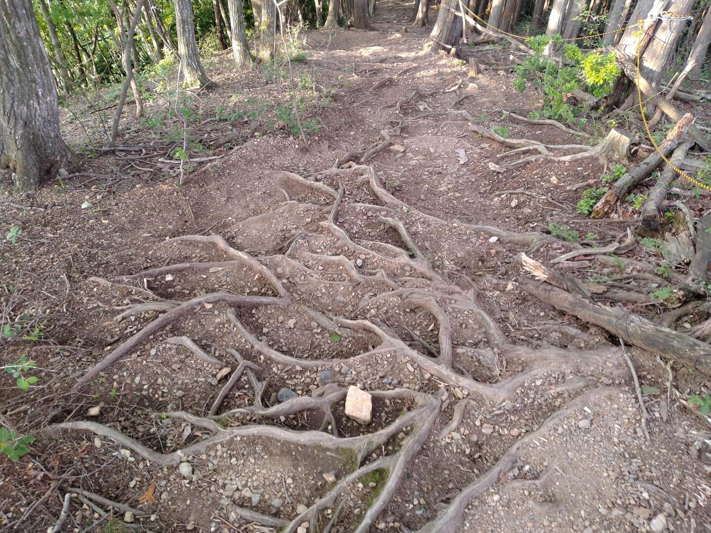 奥武蔵ロングトレイルレース105K 2024 DNF / ふじたさんの奥武蔵ロングトレイルレース105K/35Kの活動データ | YAMAP / ヤマップ
