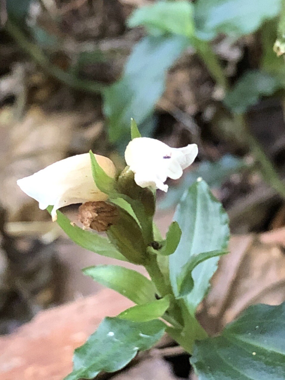 横倉山 / akioさんの横倉山の活動データ | YAMAP / ヤマップ