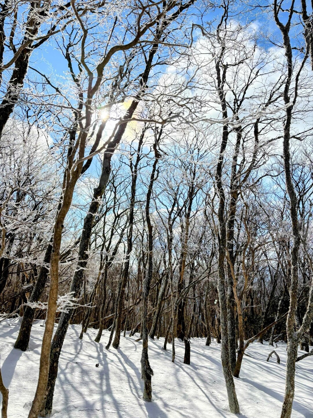 1年越しの、雪山デビュー😅三峰山 / EMIさんの三峰山・学能堂山・栗ノ木岳の活動データ | YAMAP / ヤマップ