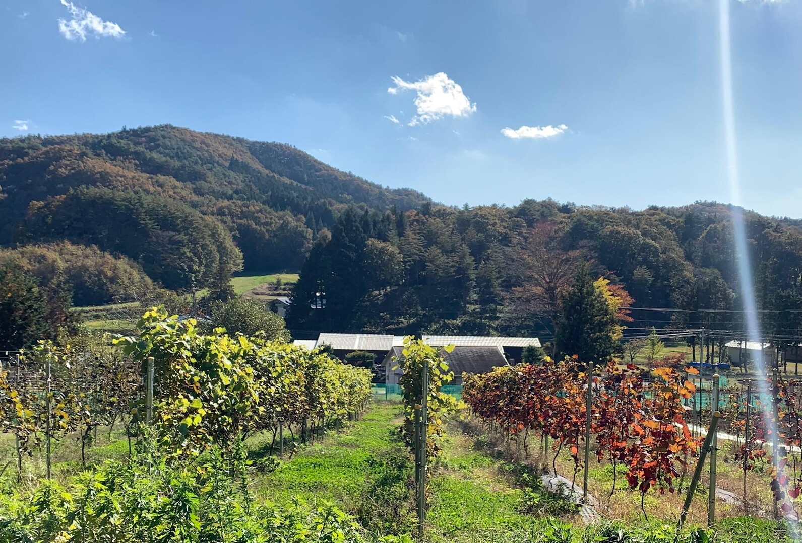 2023年11月1日（水） 飯館村ワイ... / moribit19さんのモーメント | YAMAP / ヤマップ