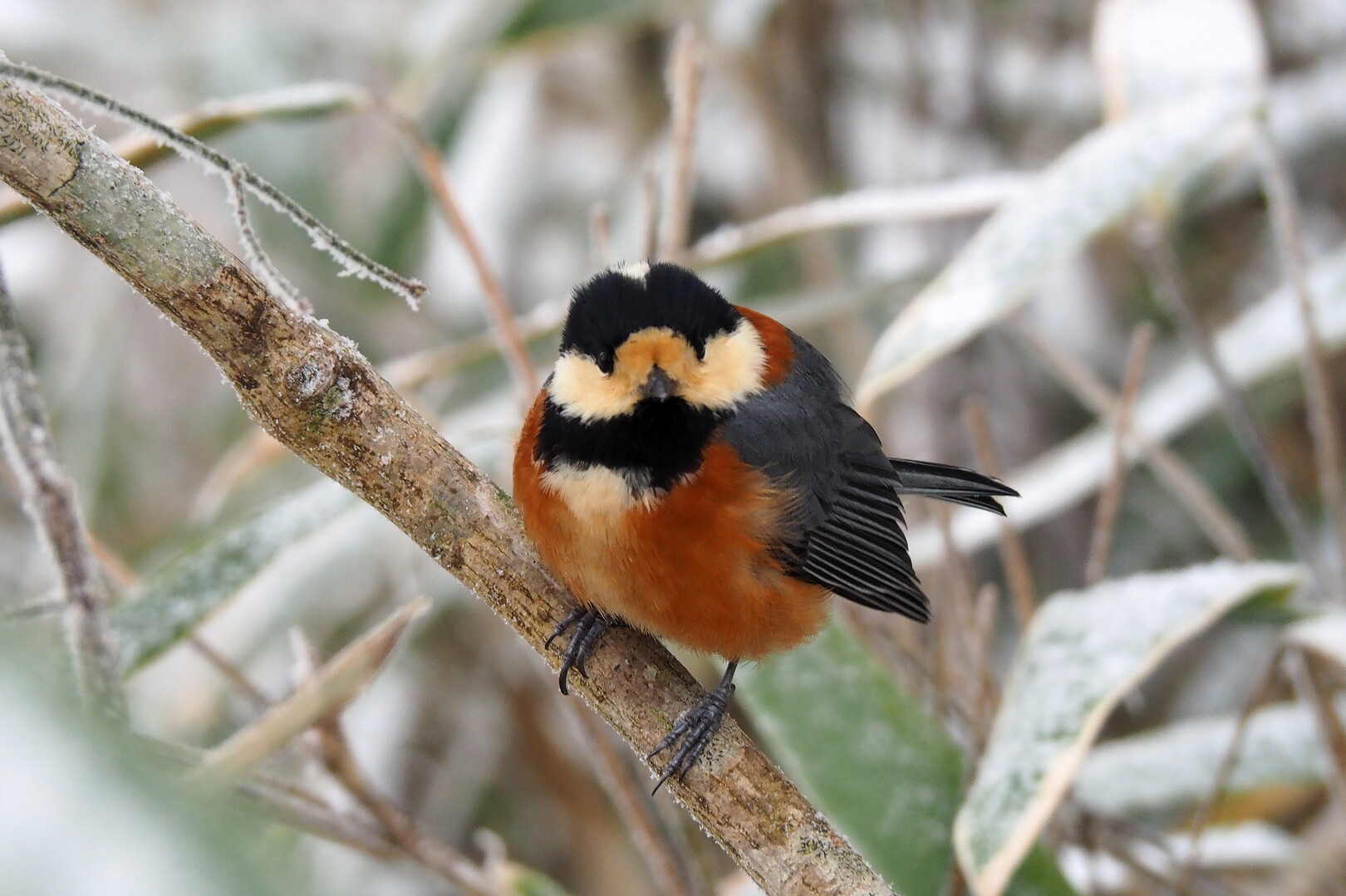 金剛山⑮～2021年登り納め～ / マツさんの金剛山・二上山・大和葛城山の活動データ | YAMAP / ヤマップ