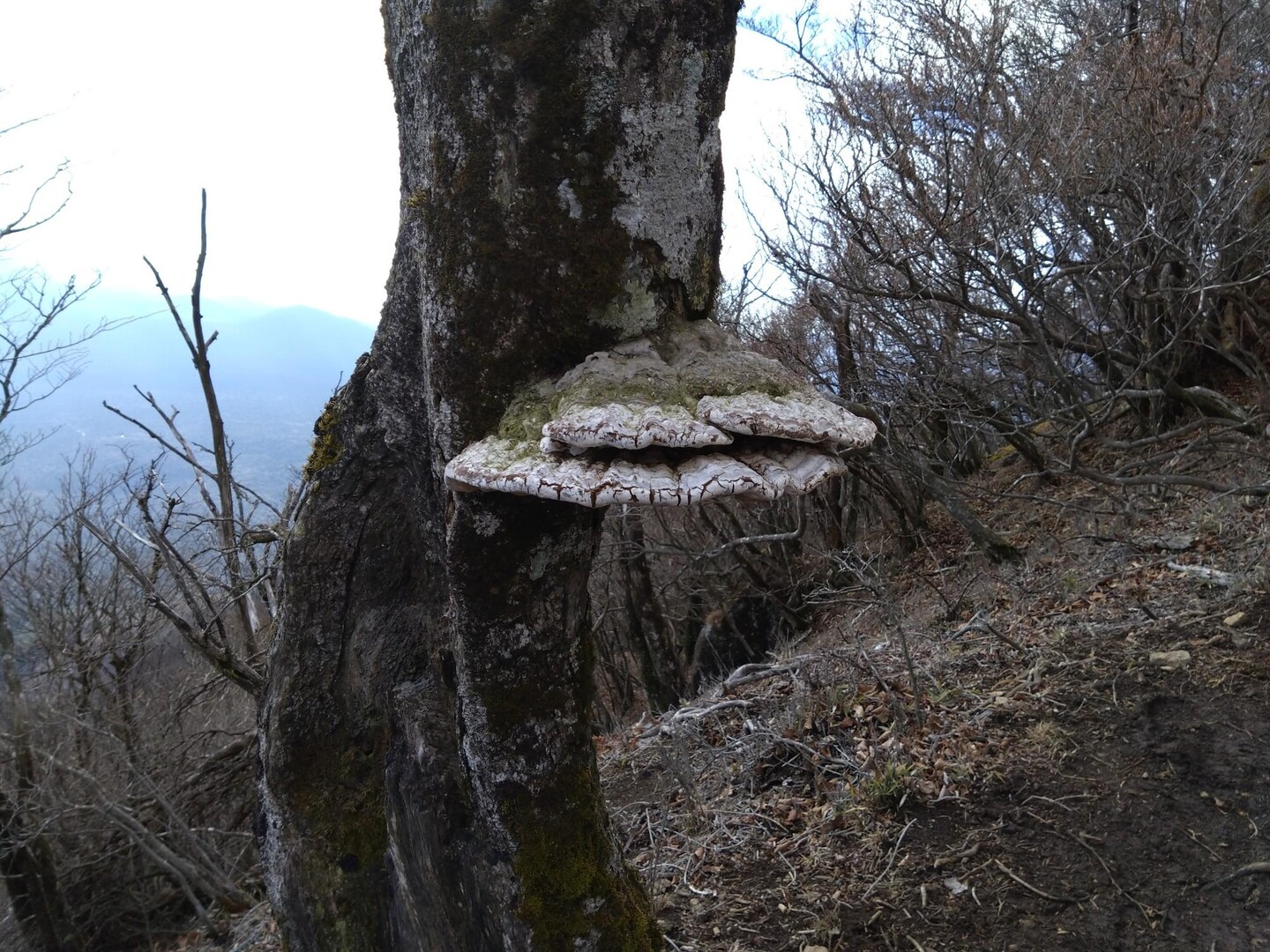 喋りだしそうなのが昨日いた！ （そんな感... / kmk-nさんのモーメント | YAMAP / ヤマップ