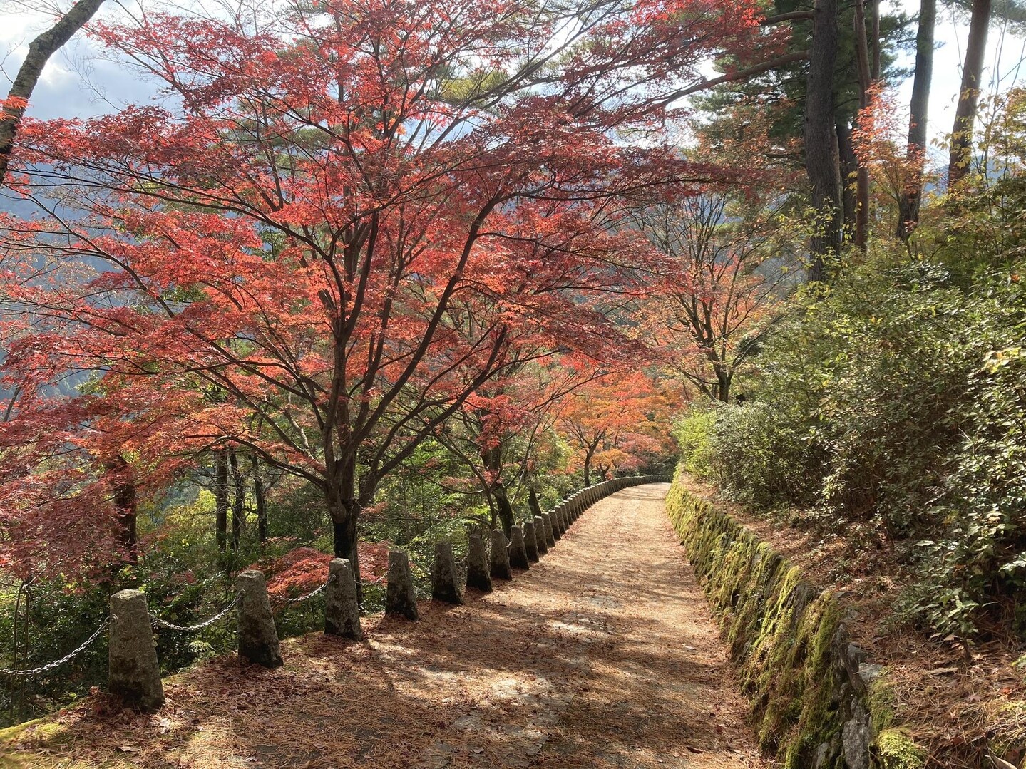 高城山・青根ヶ峰 / jingerさんの吉野山・青根ヶ峰・百貝岳の活動データ | YAMAP / ヤマップ