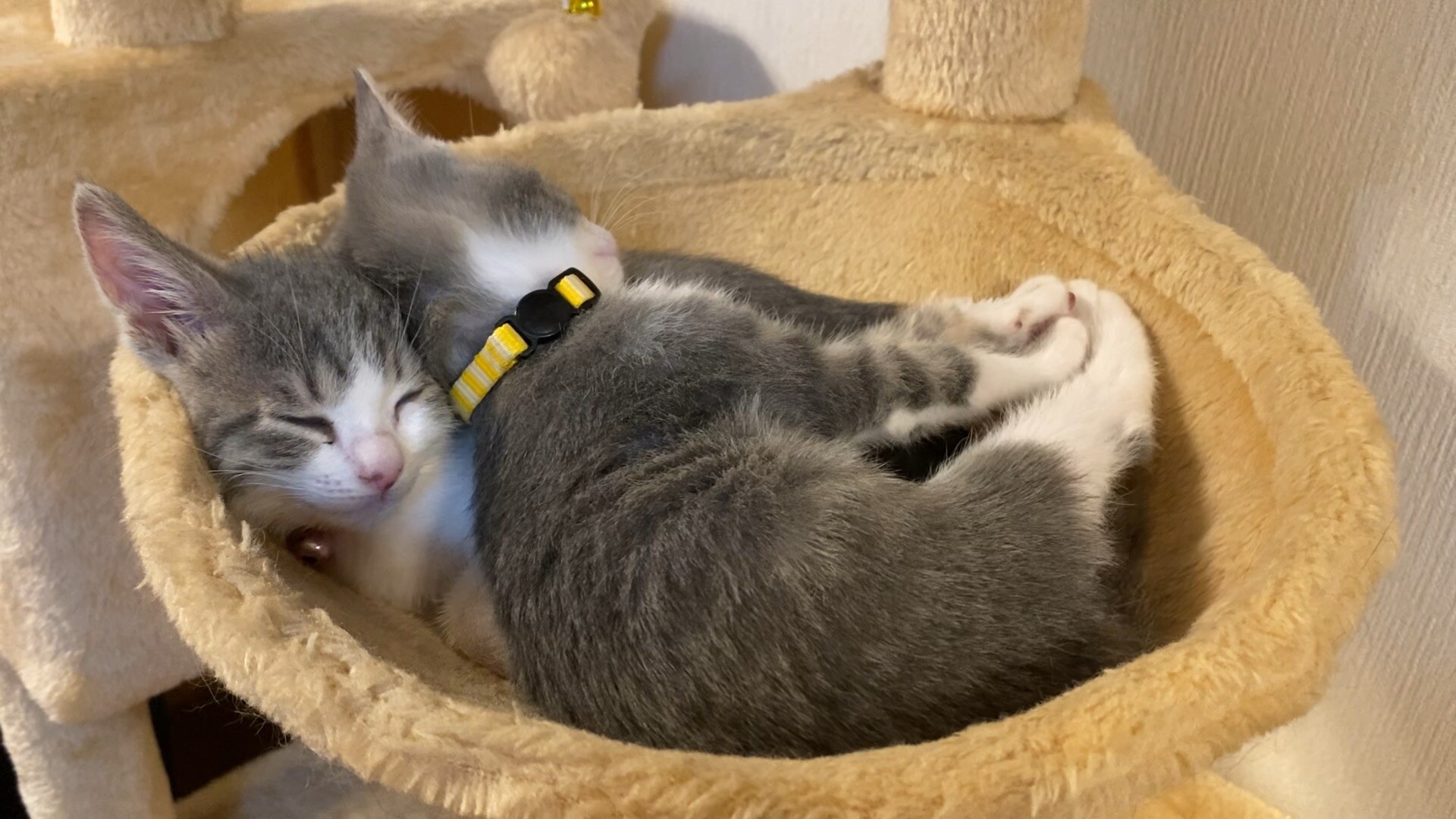 猫日記🐈 ・ およそ生後51日 🐈p... / circeさんのモーメント | YAMAP / ヤマップ