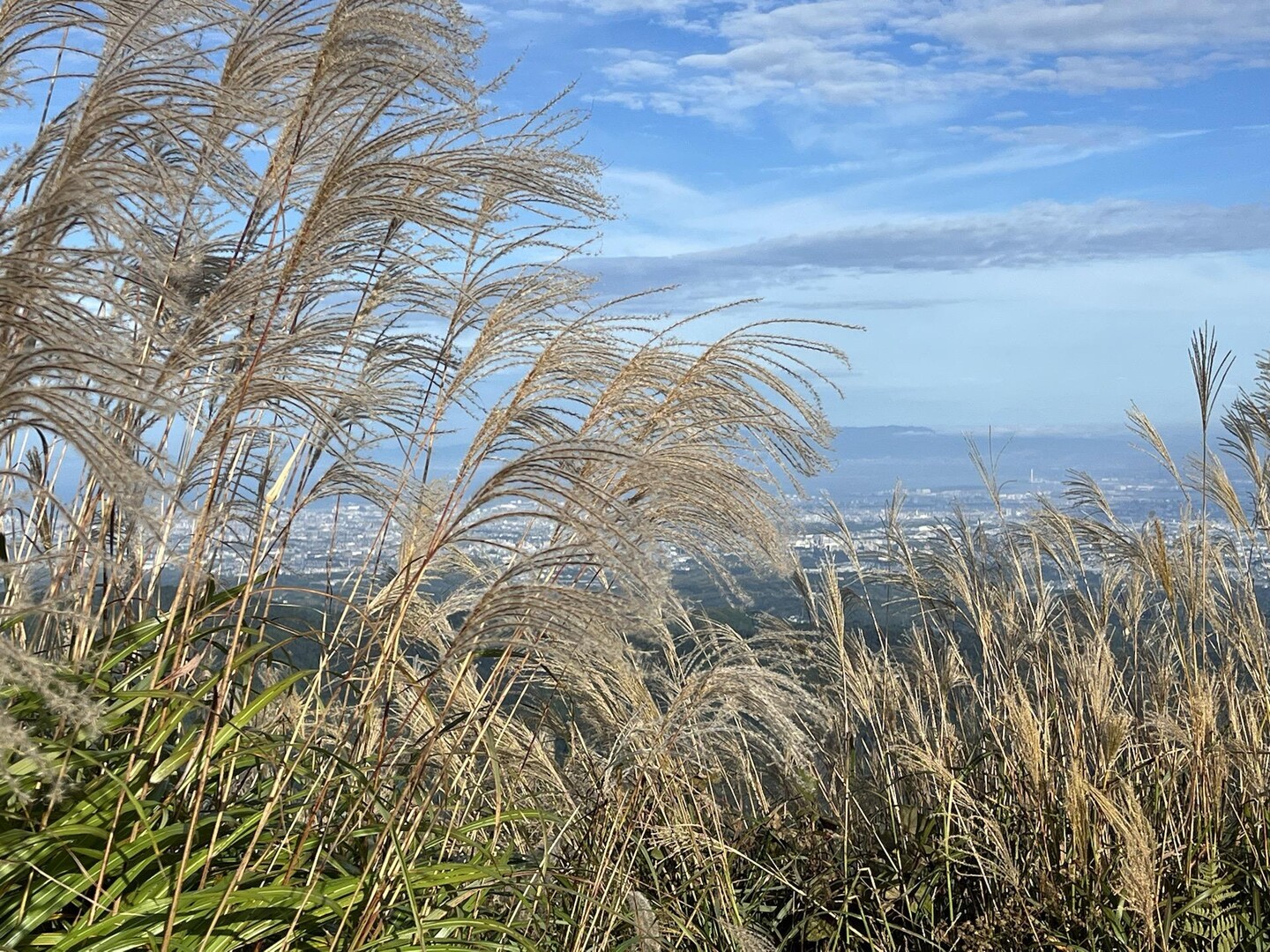 岩湧山 / yomshtさんの岩湧山・一徳防山・三石山の活動データ | YAMAP / ヤマップ