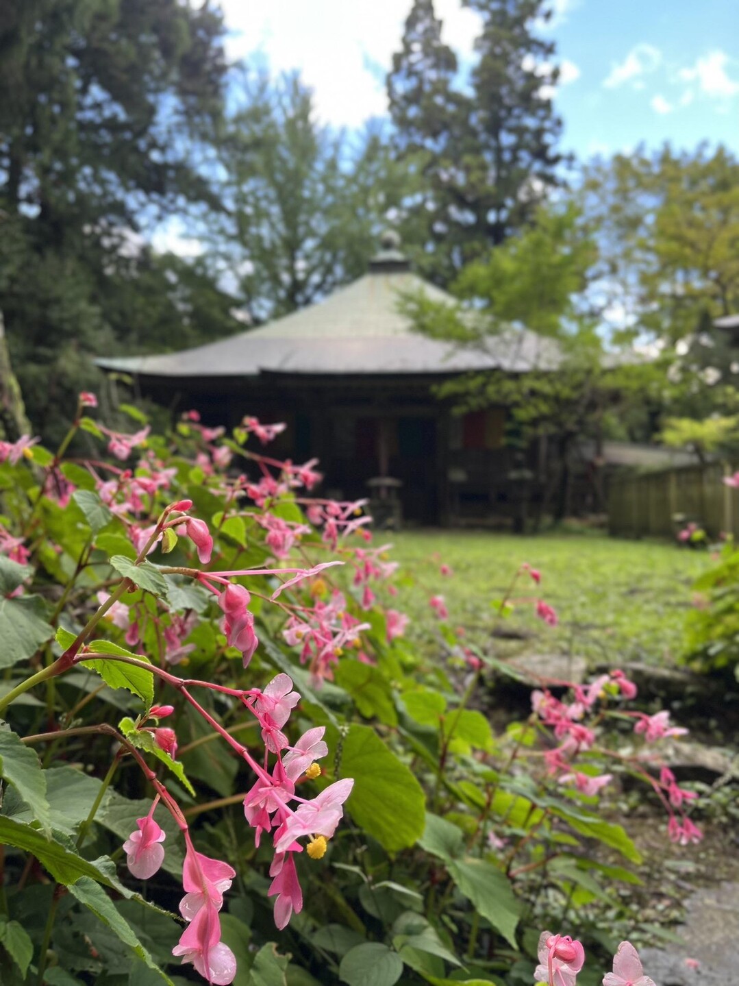 秋海棠の岩湧山 / TKOさんの岩湧山・一徳防山・三石山の活動データ | YAMAP / ヤマップ