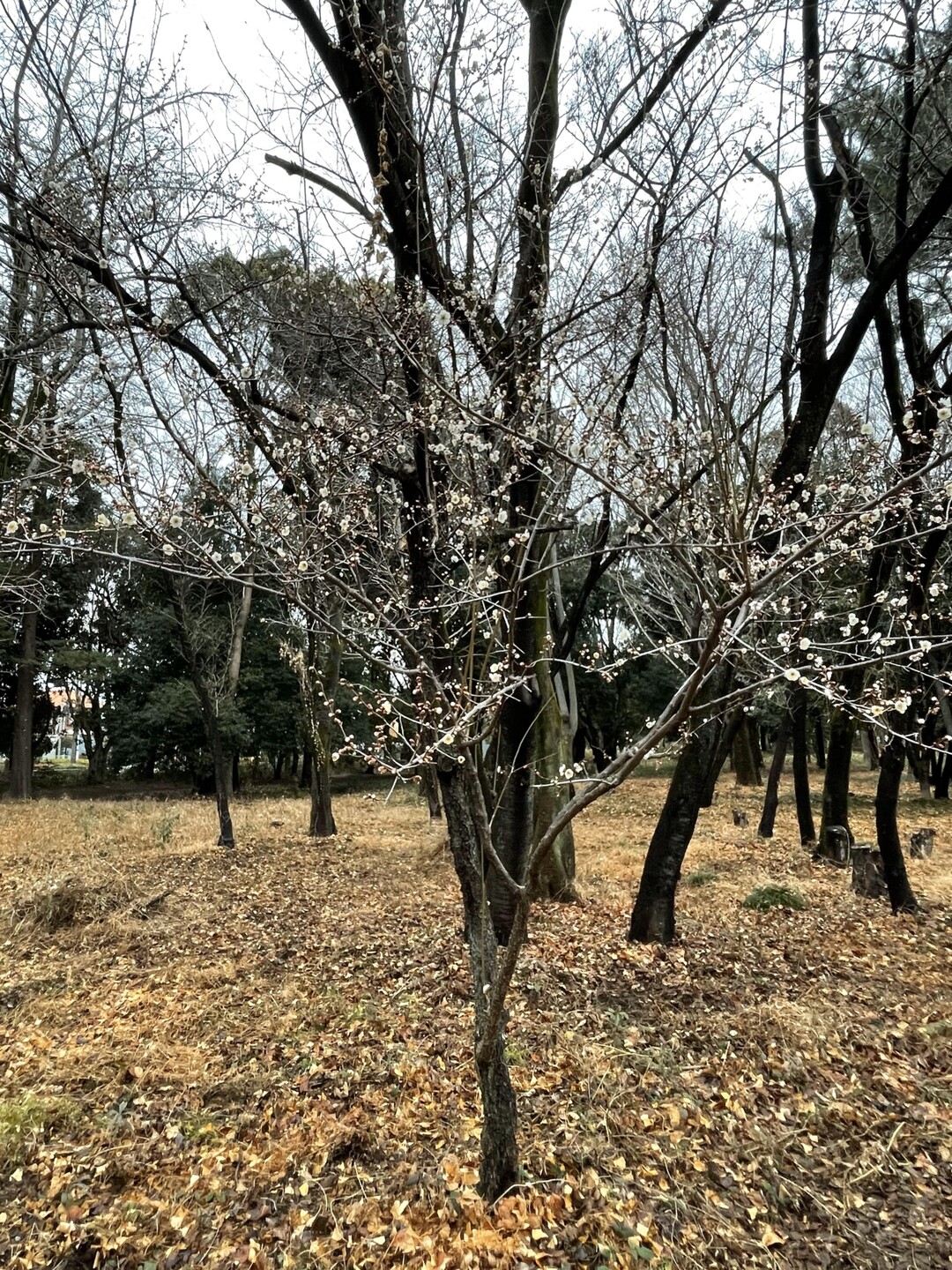 【立春】 公園の梅が咲きました＜2/1は... / enoさんのモーメント | YAMAP / ヤマップ