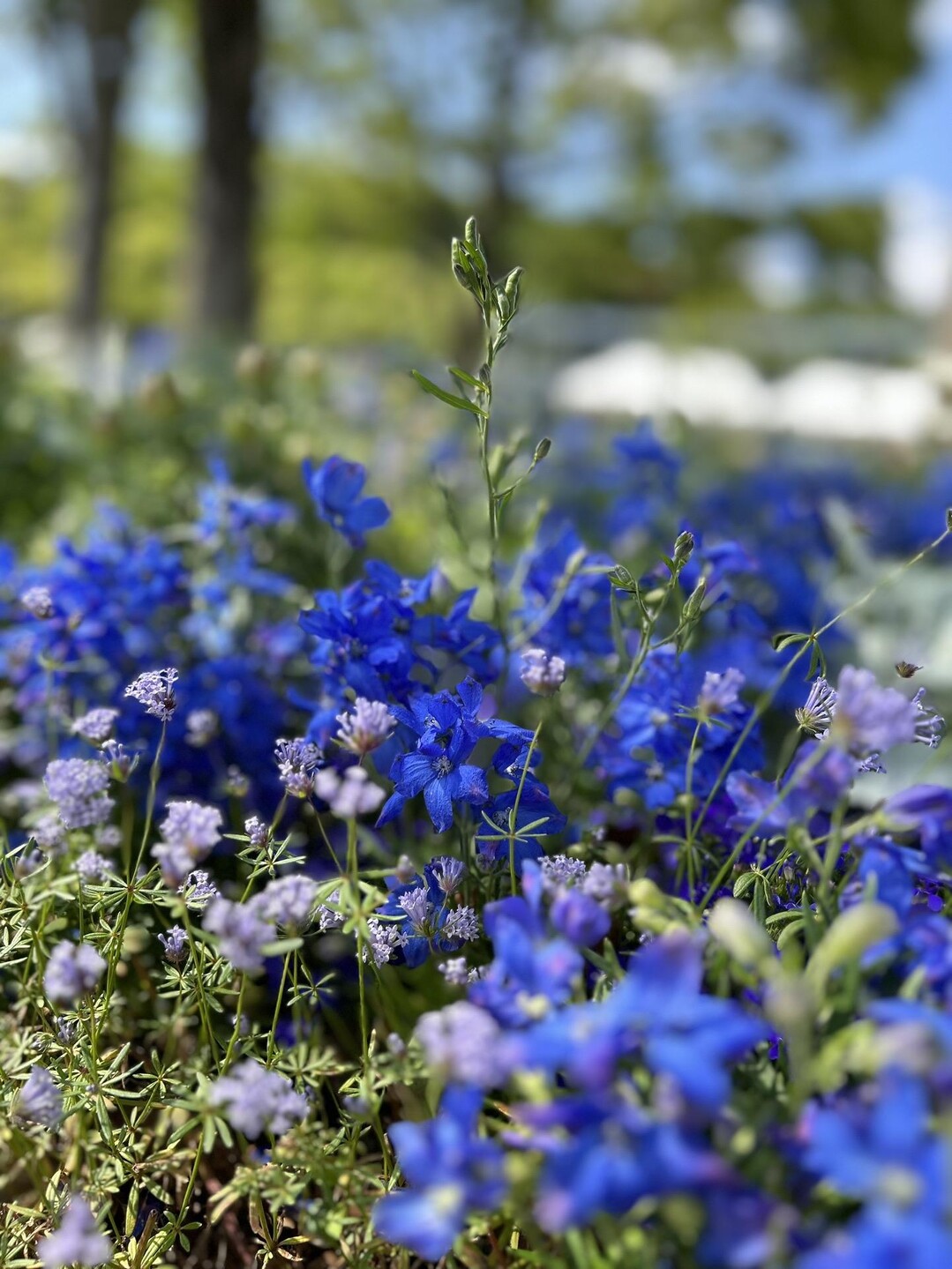 昨日のこと。雨で山歩き中止。 予定を変え... / mocchiさんのモーメント | YAMAP / ヤマップ