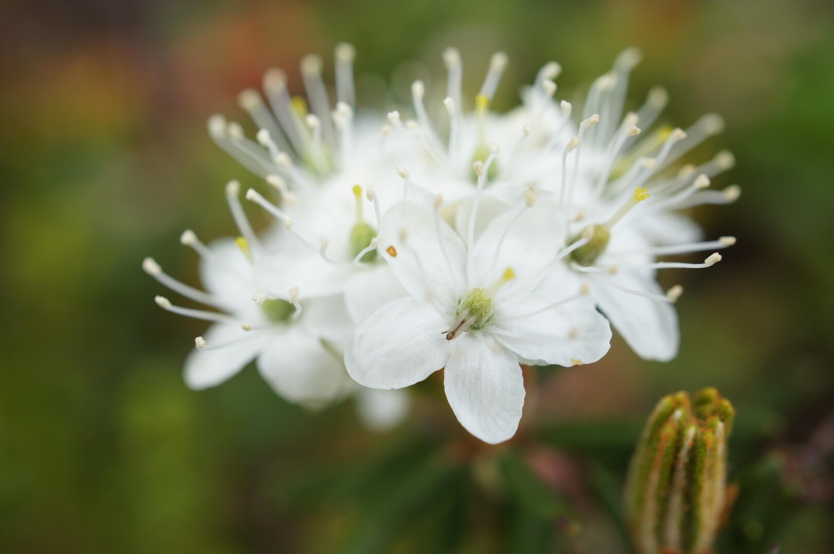 爆風の赤岳 / taikaと銀子さんの大雪山系・旭岳・トムラウシの活動データ | YAMAP / ヤマップ