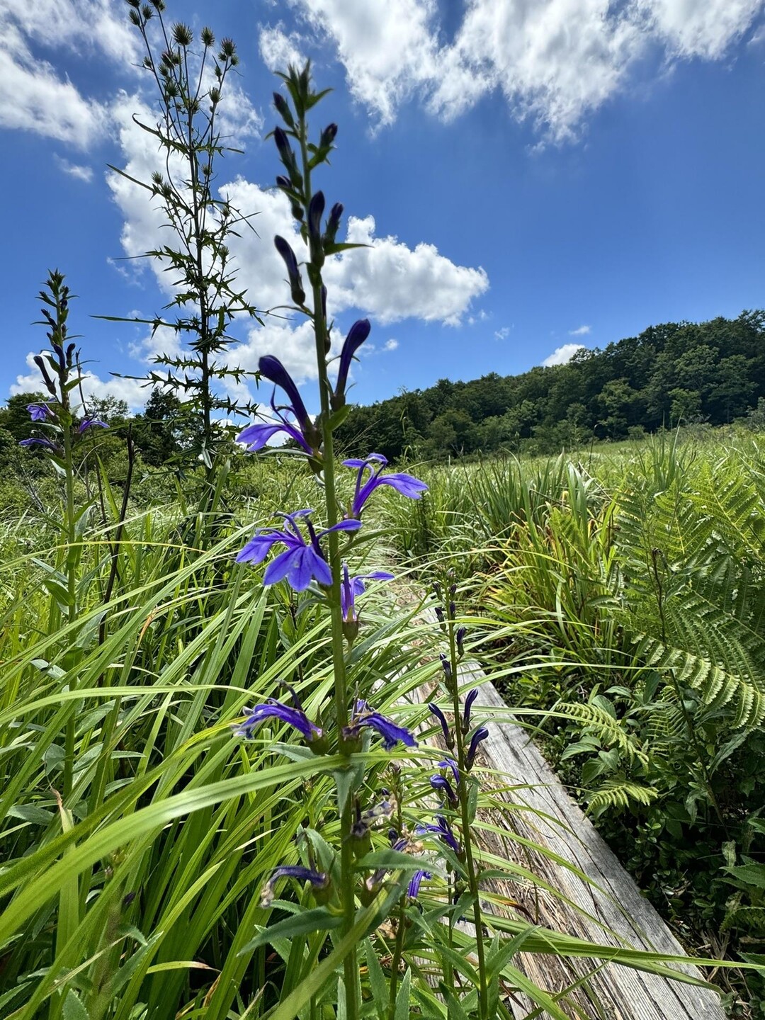 初めての駒止湿原😊 / chi-zuさんの大博多山・尾白山の活動データ | YAMAP / ヤマップ