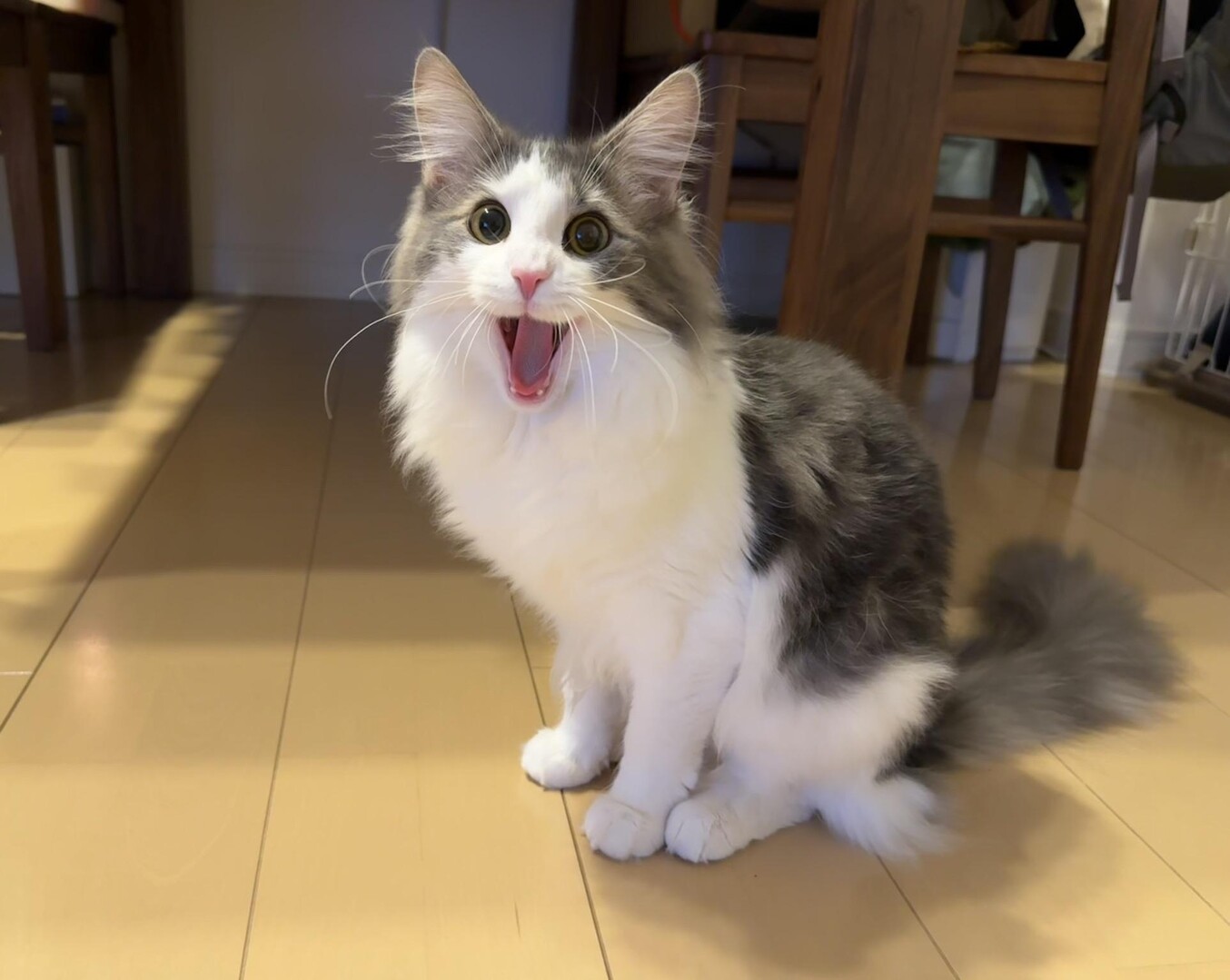 おはようございます🐱 / Shin5さんのモーメント | YAMAP / ヤマップ