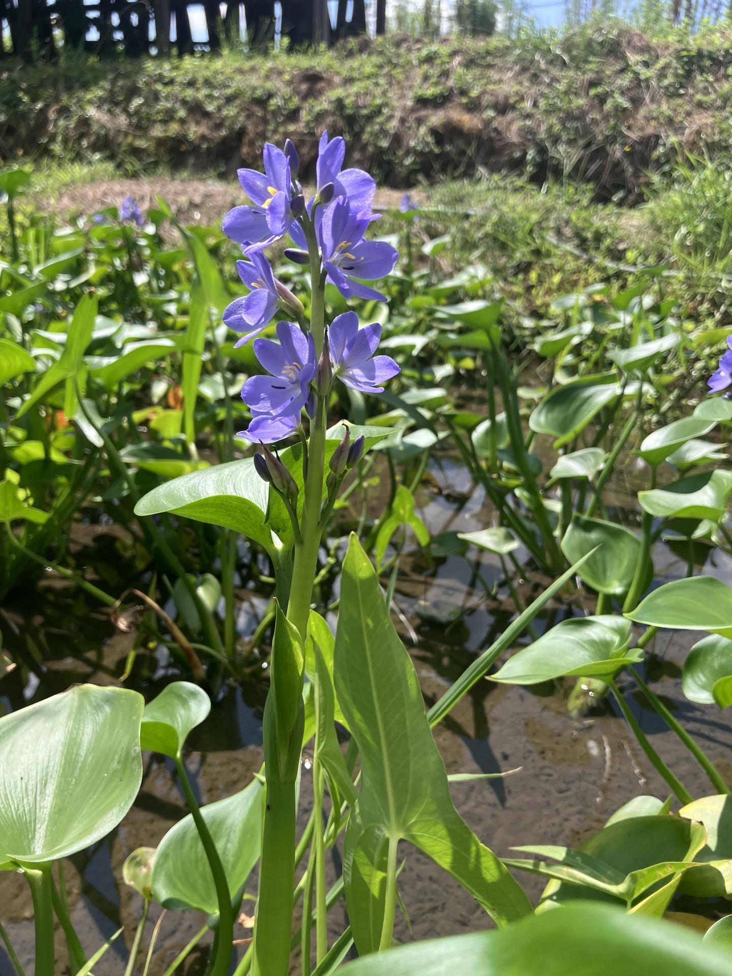 福井のおじじさんからの情報もらい、 下市... / pongoさんのモーメント | YAMAP / ヤマップ