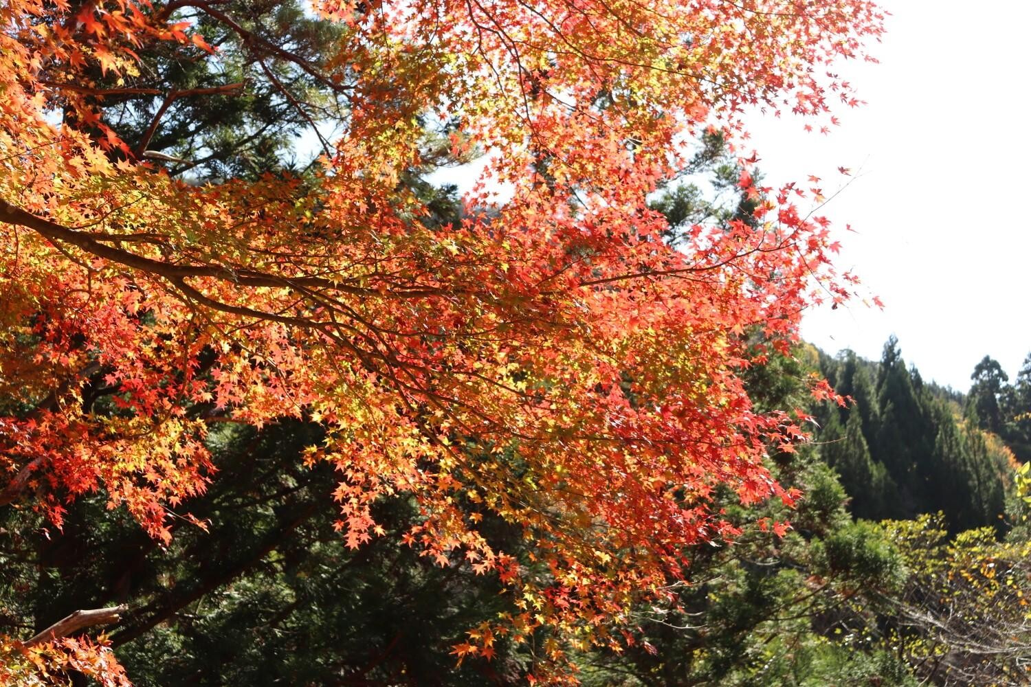 御在所岳〜鎌ヶ岳山行帰りの鈴鹿スカイライ... / PIERROTさんのモーメント | YAMAP / ヤマップ