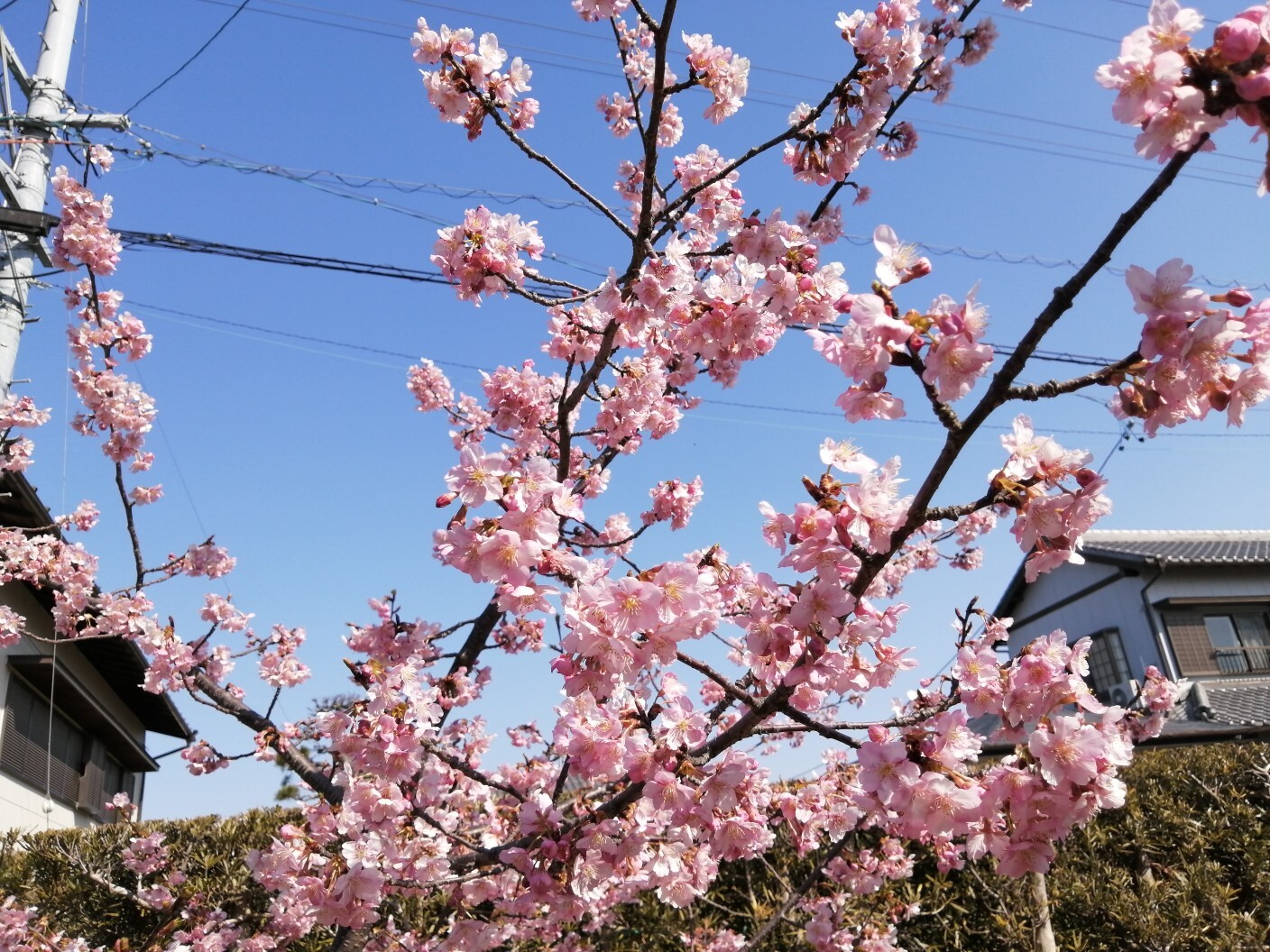 庭の河津桜が満開になりました 朝はメジロ... / eryiさんのモーメント | YAMAP / ヤマップ
