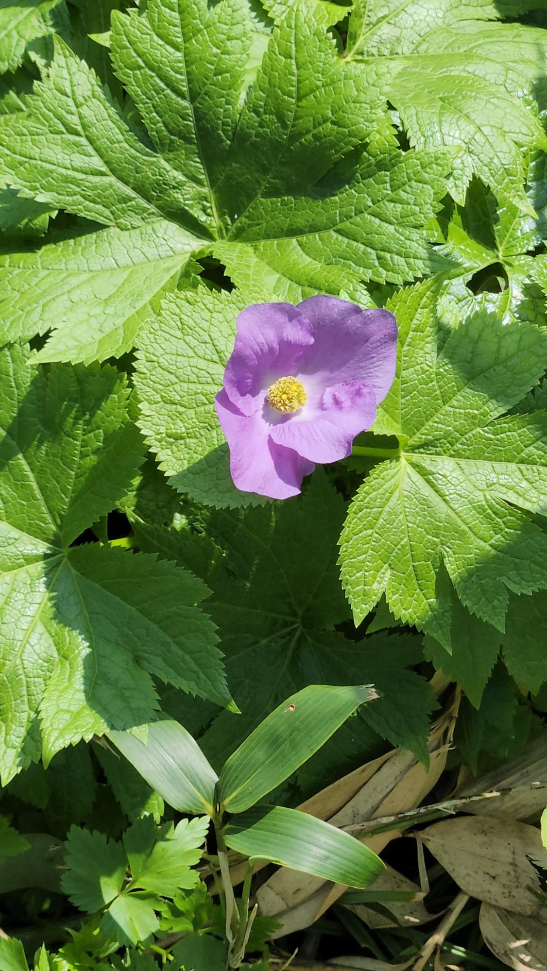 和賀岳(日本二百名山) / jinba-shuさんの和賀岳・薬師岳・高下岳の活動データ | YAMAP / ヤマップ