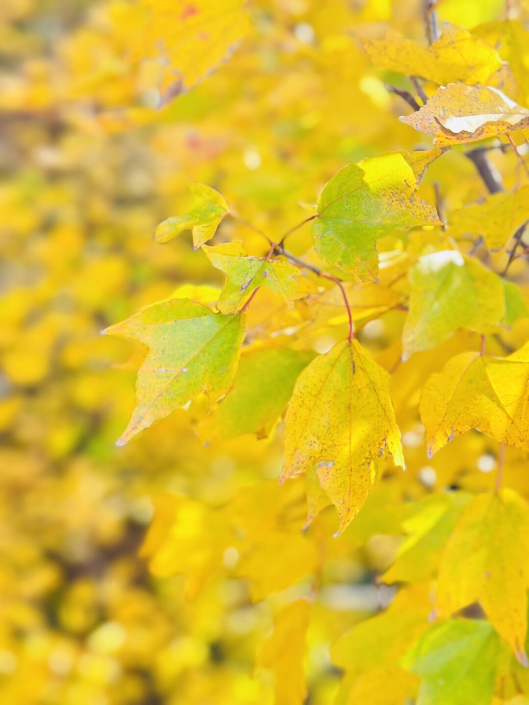 東山一万歩コース-2023-11-25 / keiさんの名古屋市の活動データ | YAMAP / ヤマップ