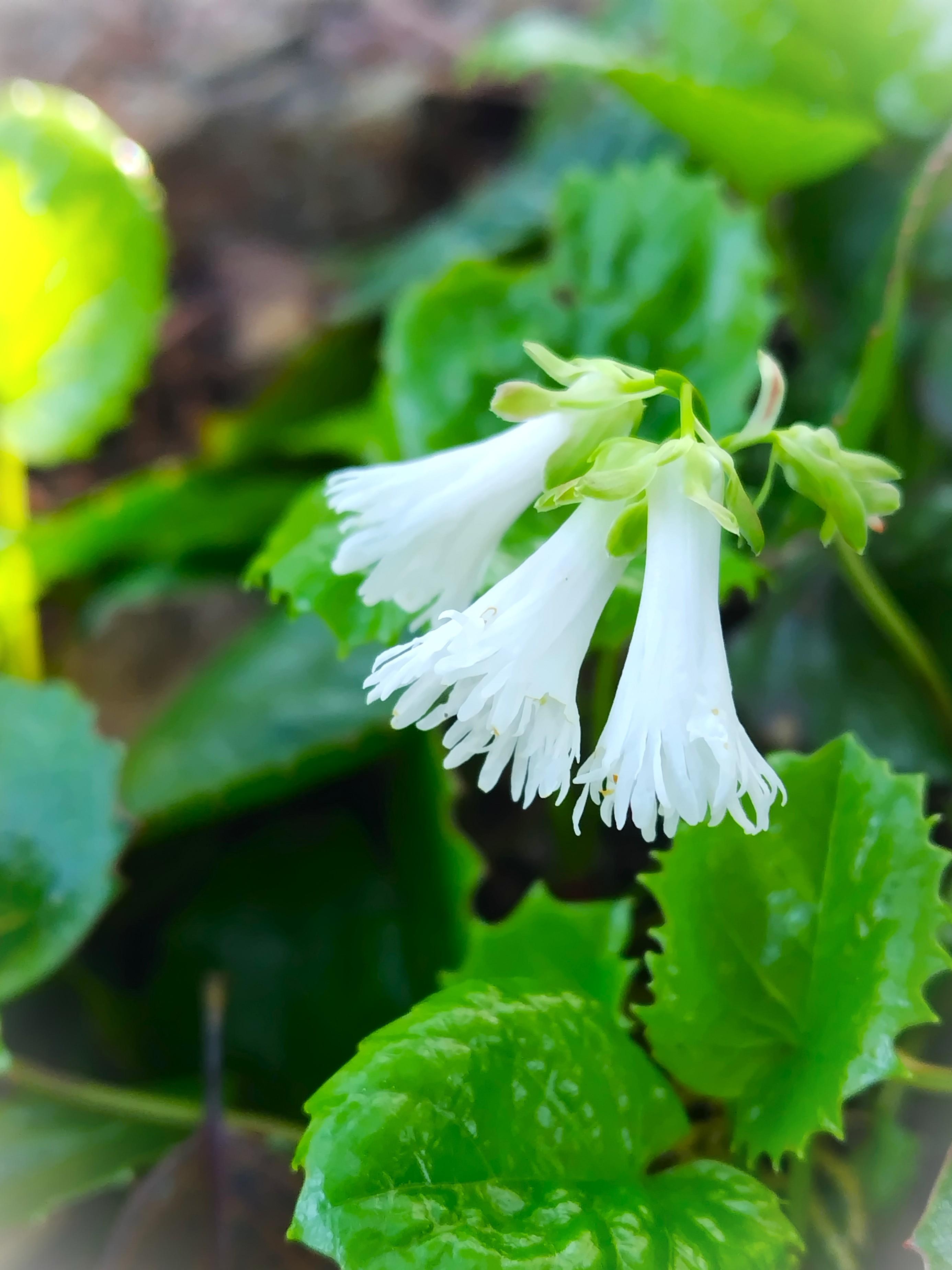米田富士（愛宕山） / TOMTOMさんの鬼飛山・大谷山・八坂山の活動データ | YAMAP / ヤマップ