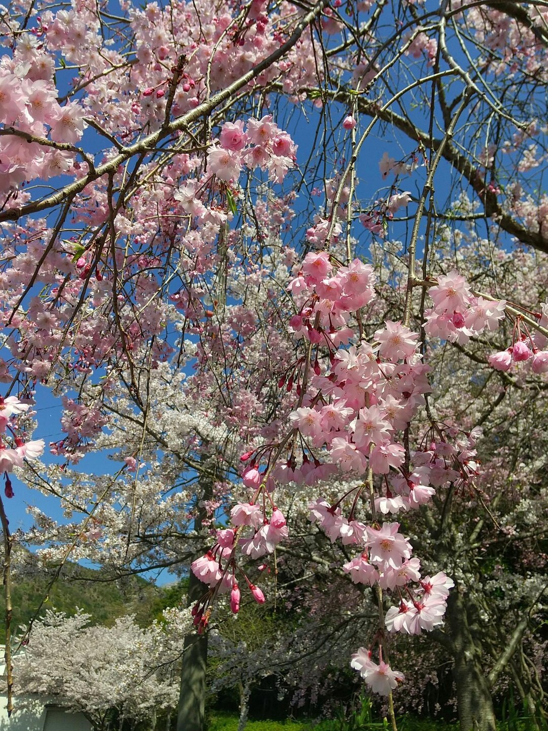 鷹ノ巣山・長尾奥山・高御位山 / jujuさんの高御位山・播磨アルプスの活動データ | YAMAP / ヤマップ