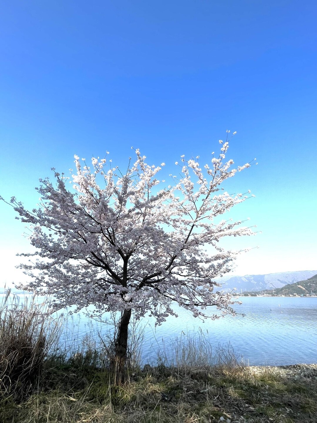 海津大崎の桜 / brocken_sさんのモーメント | YAMAP / ヤマップ