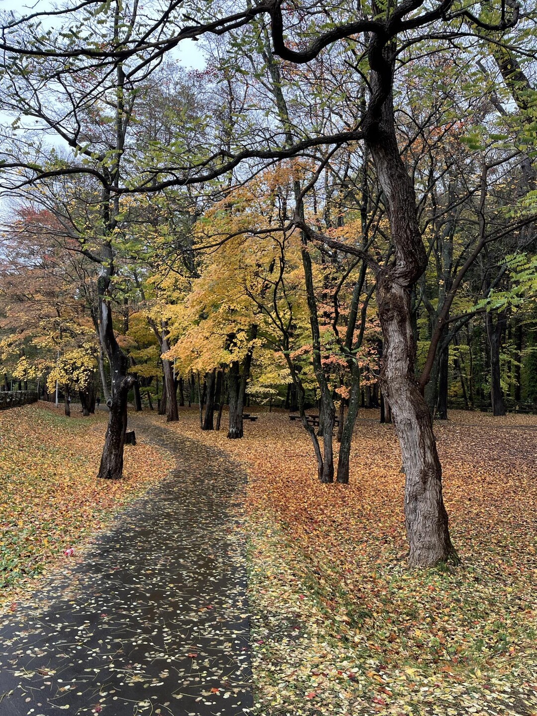 円山 / HNさんの藻岩山の活動データ | YAMAP / ヤマップ