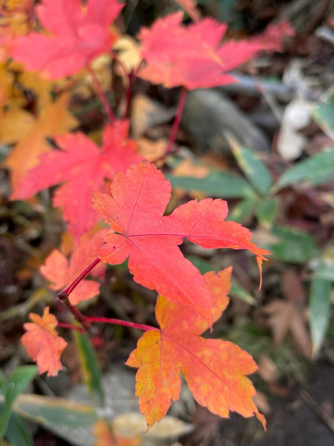 キラキラ🍁高山編 / sayoさんの高妻山・戸隠山の活動データ | YAMAP / ヤマップ