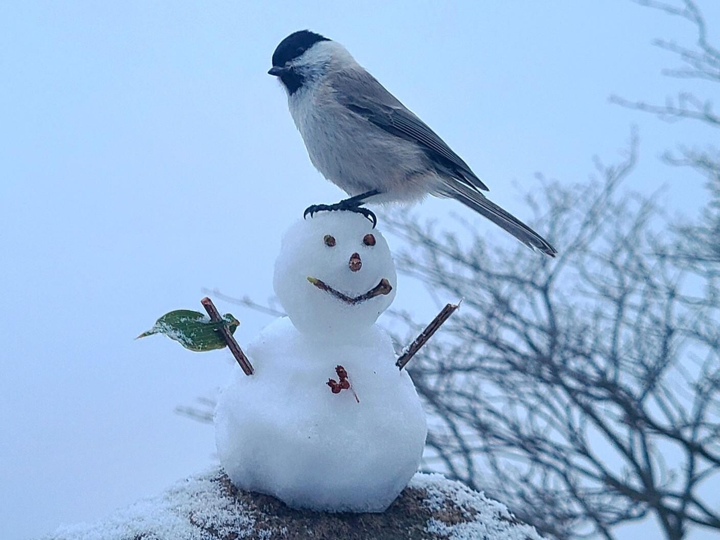 円山 登り納め / Qさんの三角山・大倉山・円山の活動データ | YAMAP / ヤマップ