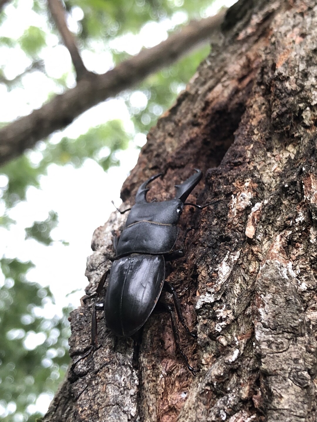 ヒラタクワガタ 約6cmの個体と約5cm... / マラサトシさんのモーメント | YAMAP / ヤマップ