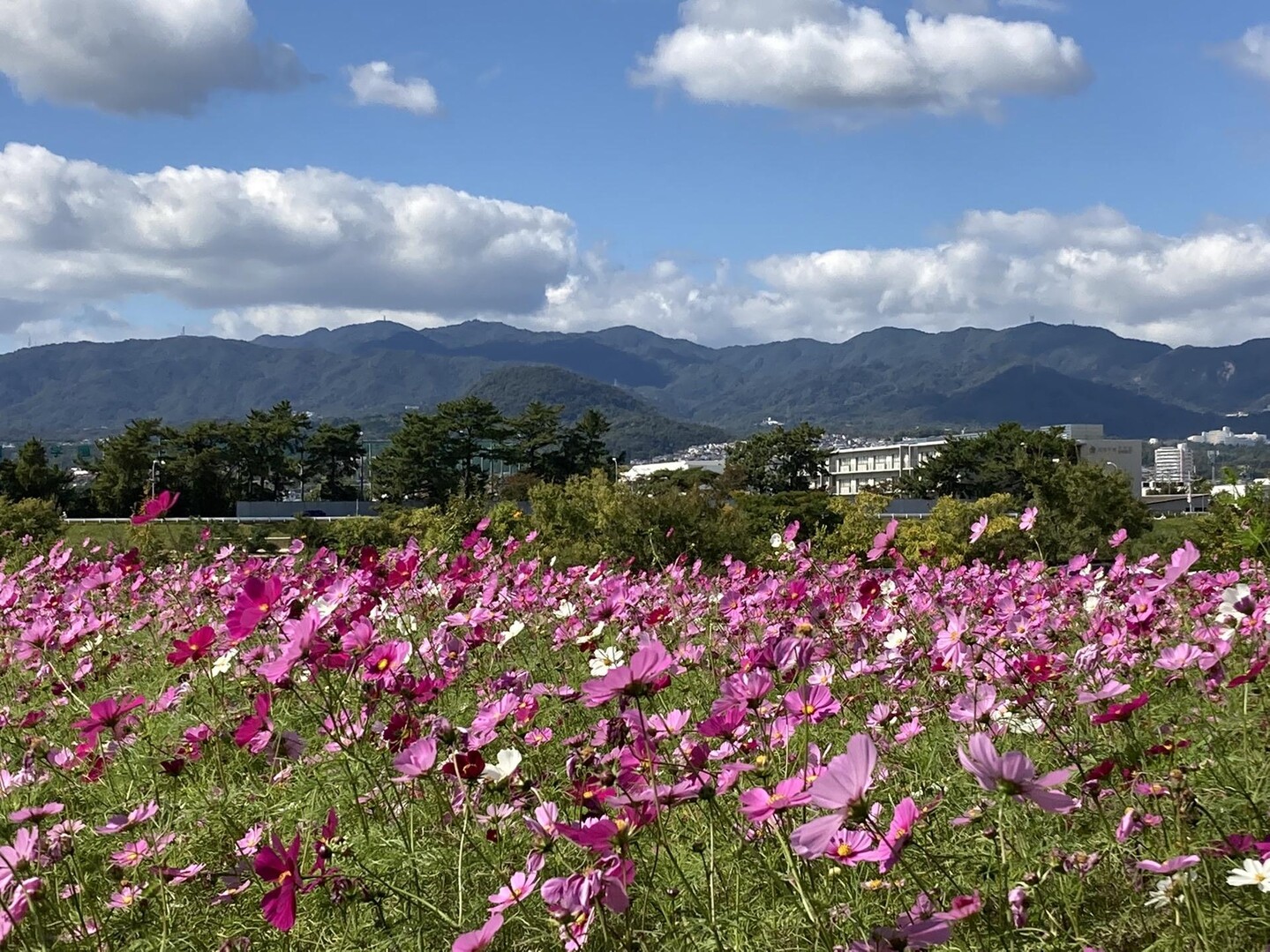 100haの庭の一角に 500万本の秋桜... / Sagittariusさんのモーメント | YAMAP / ヤマップ