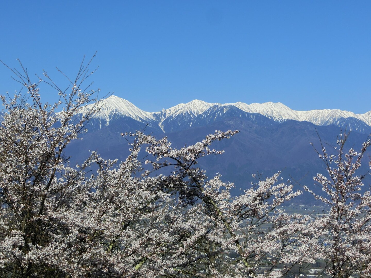 長峰山へのルート開拓＆光城山で桜満喫 / tadmさんの光城山・長峰山の活動データ | YAMAP / ヤマップ