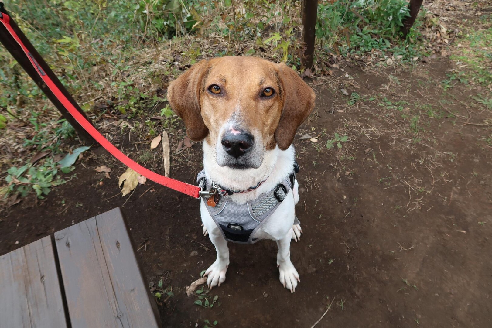 ふたたびの犬散歩🐕 大峰山 / heeさんの三浦アルプス・二子山・仙元山の活動データ | YAMAP / ヤマップ