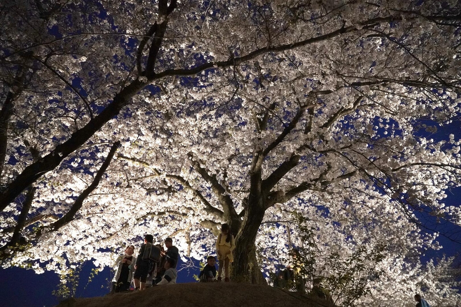 近所で夜の花見。 / hirajunさんのモーメント | YAMAP / ヤマップ