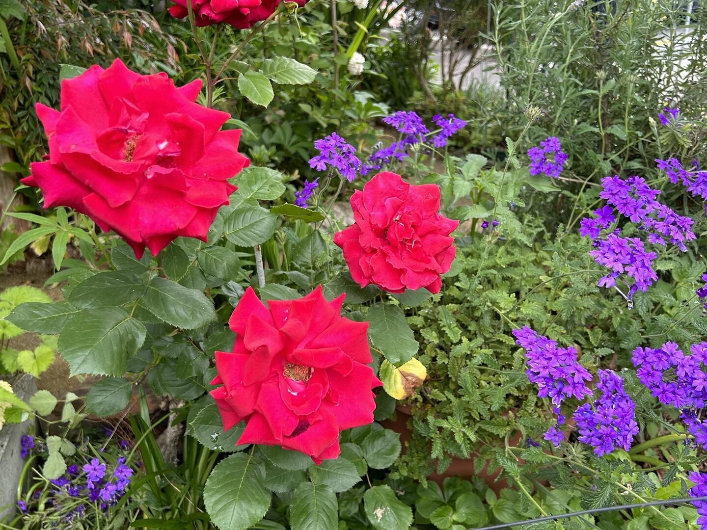 GW後半もオープンガーデン巡り、筑後市の... / yasuさんのモーメント | YAMAP / ヤマップ