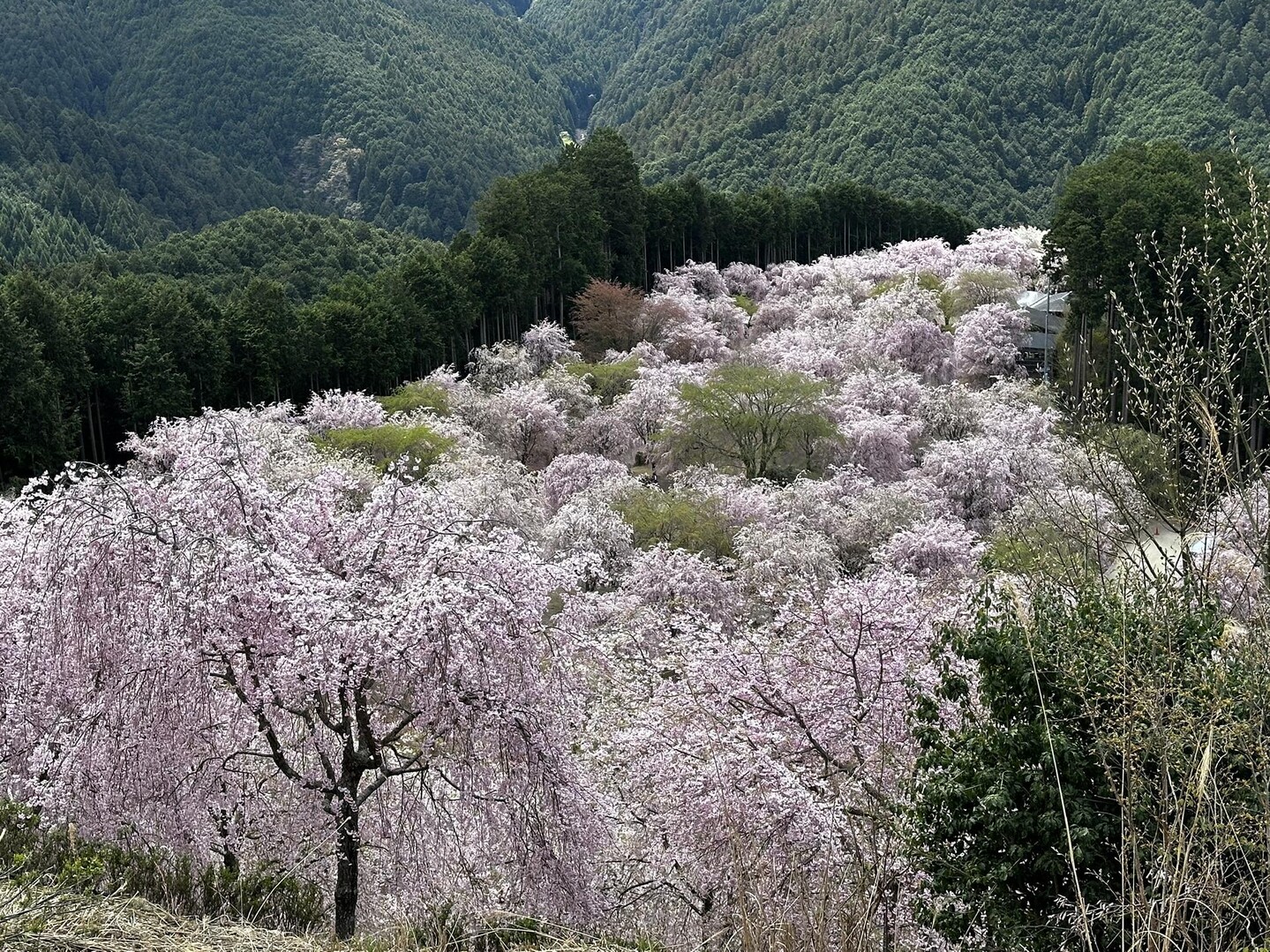 高見山の山行と高見の郷🌸枝垂れ桜 / kaomi-ruさんの高見山・黒石山・天狗山の活動データ | YAMAP / ヤマップ
