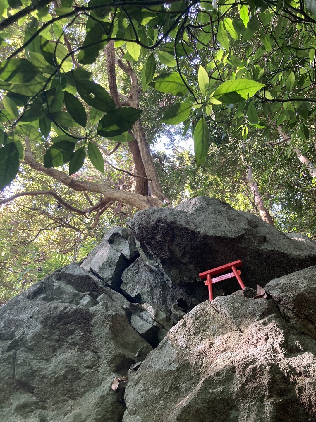 立花の大楠🌳 立花山⛰ / ryu_ich1さんの立花山・三日月山・城ノ越山の活動データ | YAMAP / ヤマップ
