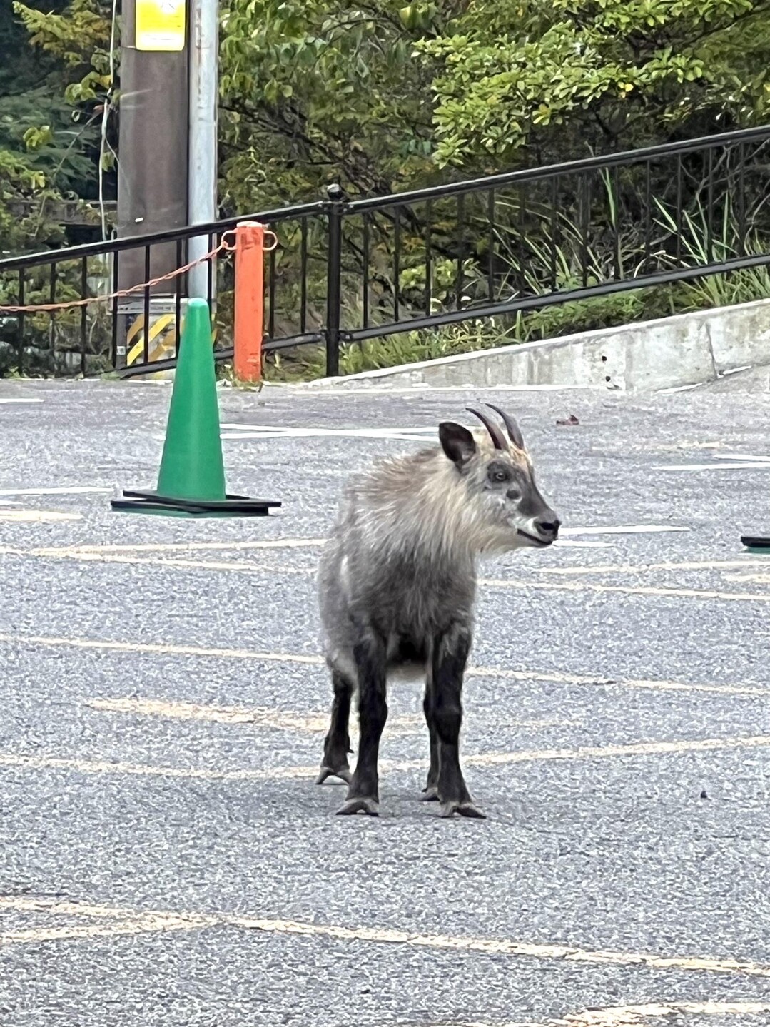 御在所ロープウェイの駐車場に現れました！... / Mt.Gさんのモーメント | YAMAP / ヤマップ