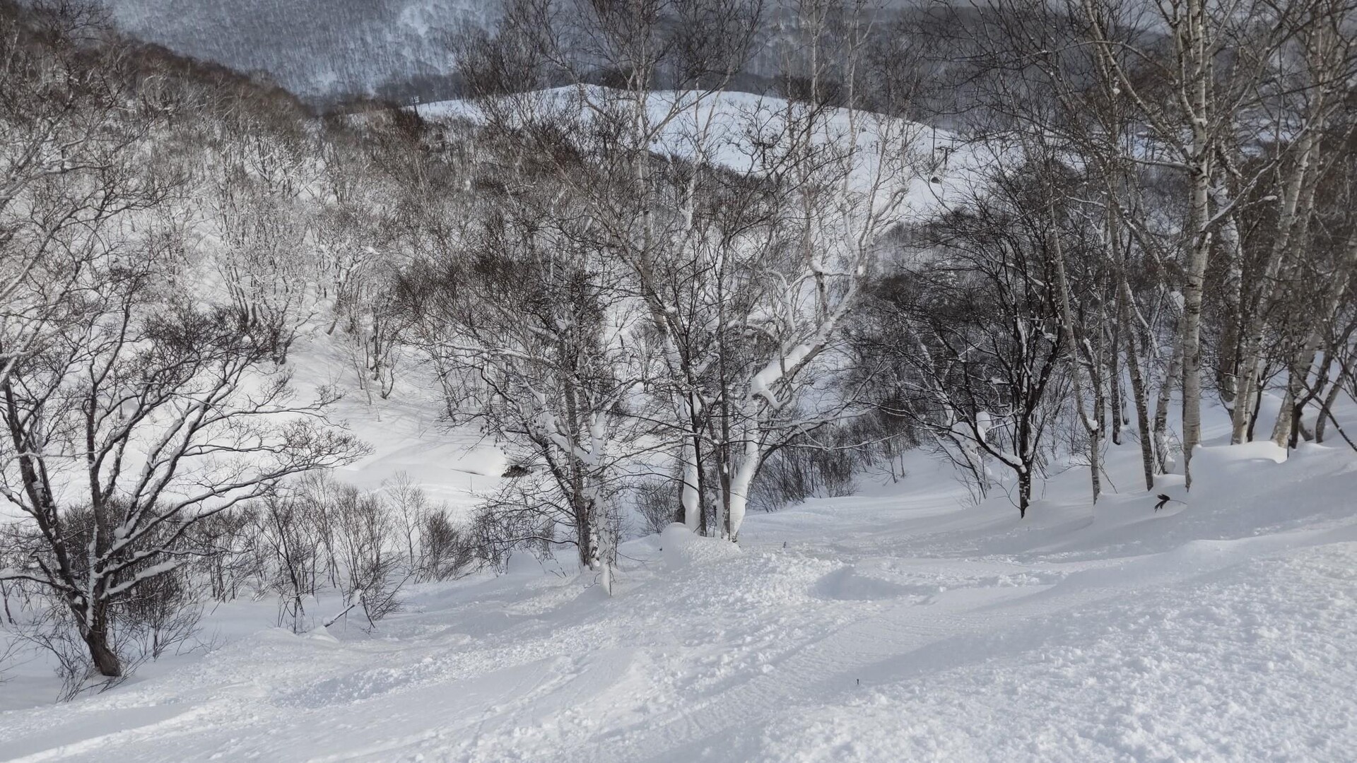 AGニセコBC:ヒラフ·花園編_2023-01-21 / しろくまさんのニセコアンヌプリ・イワオヌプリ・チセヌプリの活動データ | YAMAP / ヤマップ