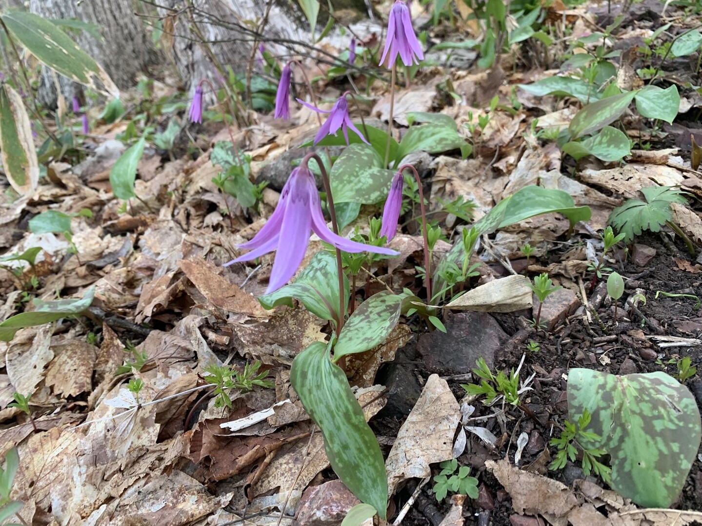 春が来た / sho!!さんのモーメント | YAMAP / ヤマップ